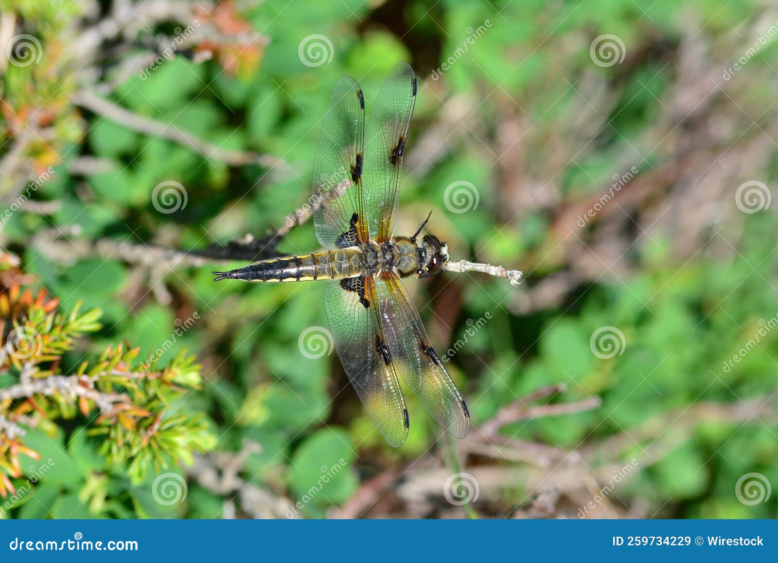 Top View of a Dragon Fly on a Twig Stock Image - Image of dragonfly ...