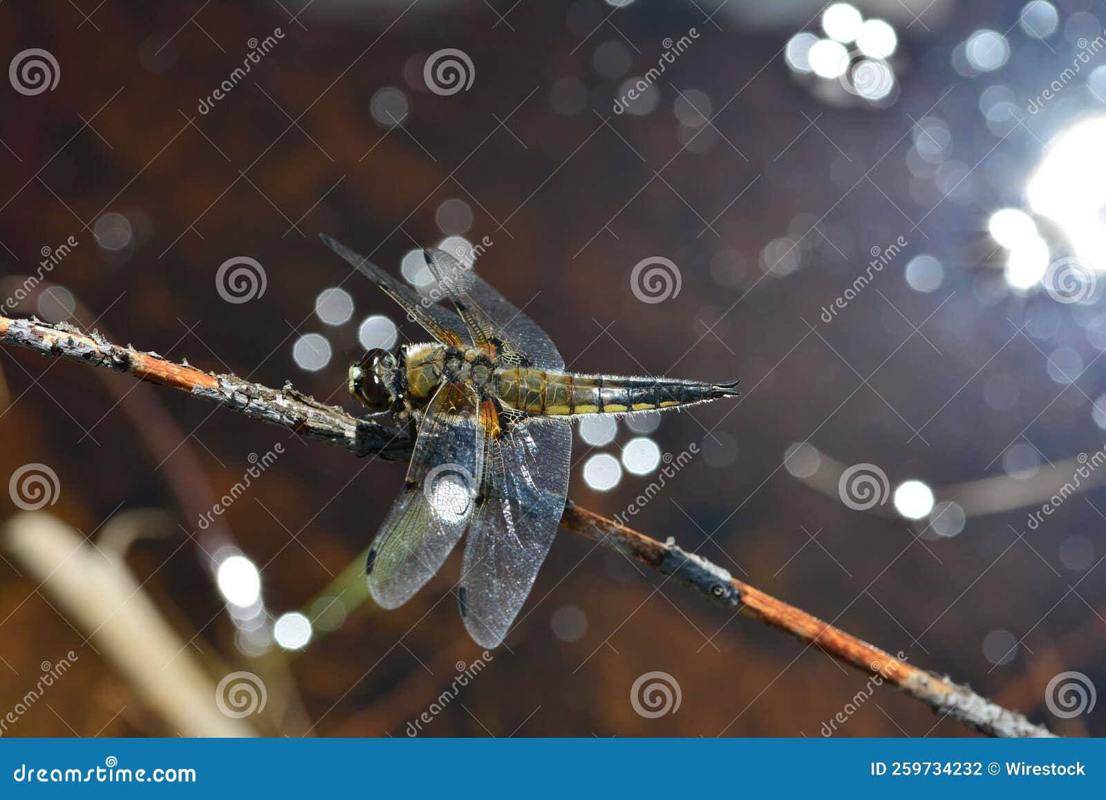 Top View of a Dragon Fly on a Twig Stock Photo - Image of twig, macro ...