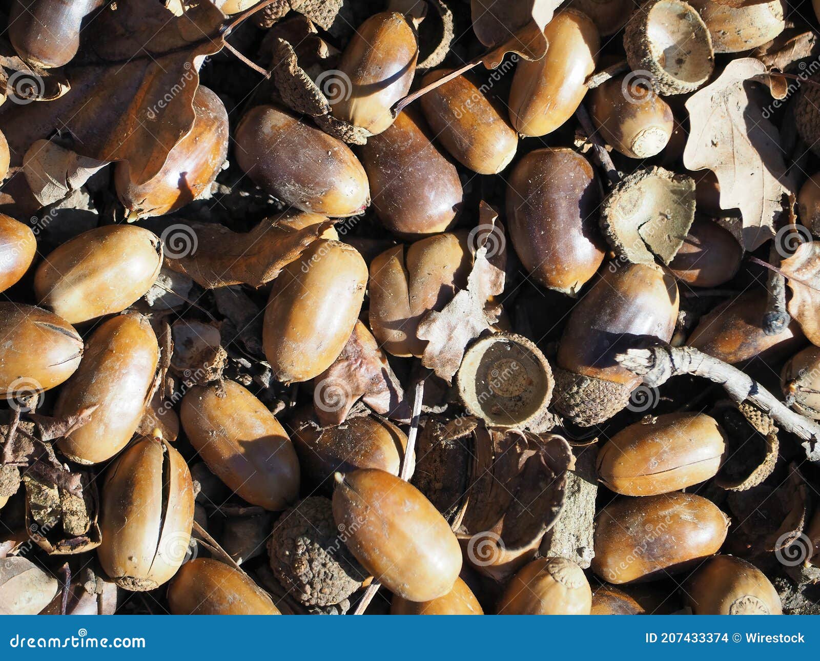 Top View of Dried Acorns on the Ground Stock Photo - Image of view ...