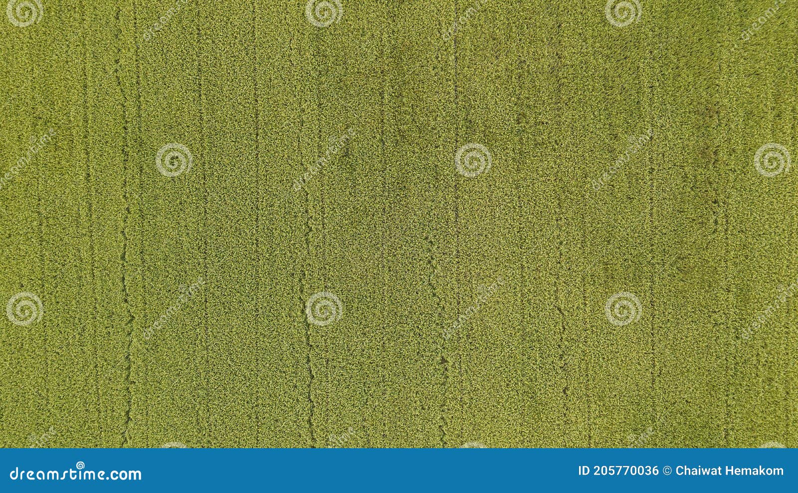 Top View from Drone of Golden Rice Field Stock Photo - Image of ...