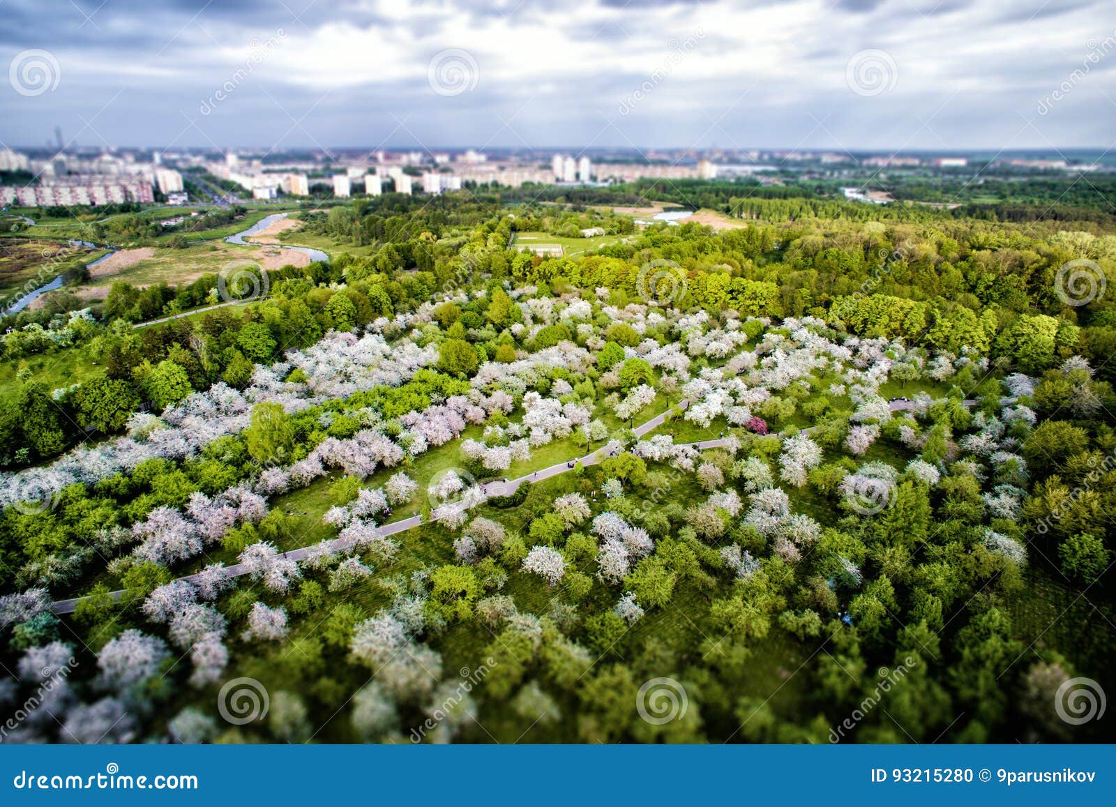 Top View from the Drone To the Apple Orchard, Park Stock Photo - Image ...
