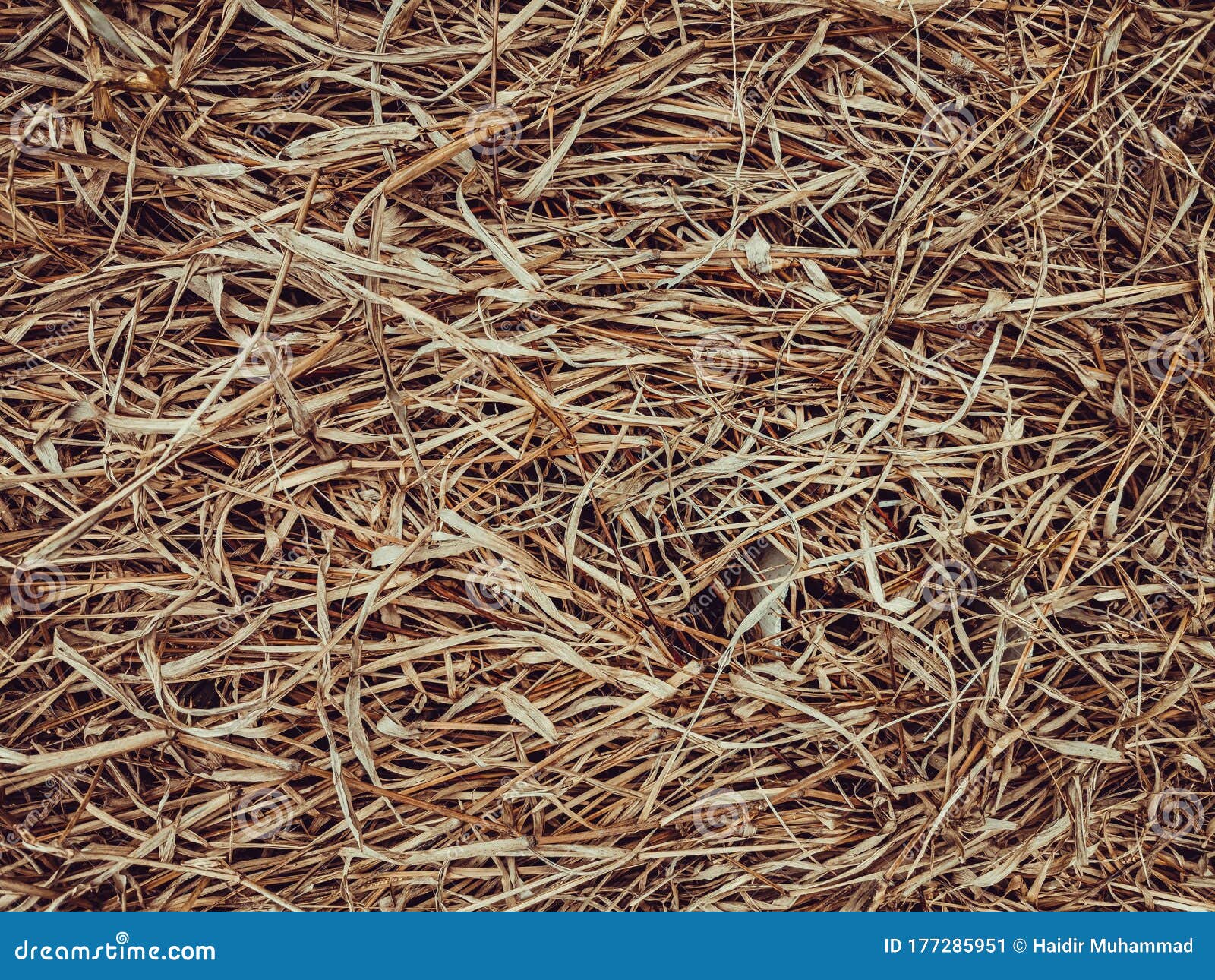 Top View Of Dry Grass In The Field. Dried Grass Texture Background ...