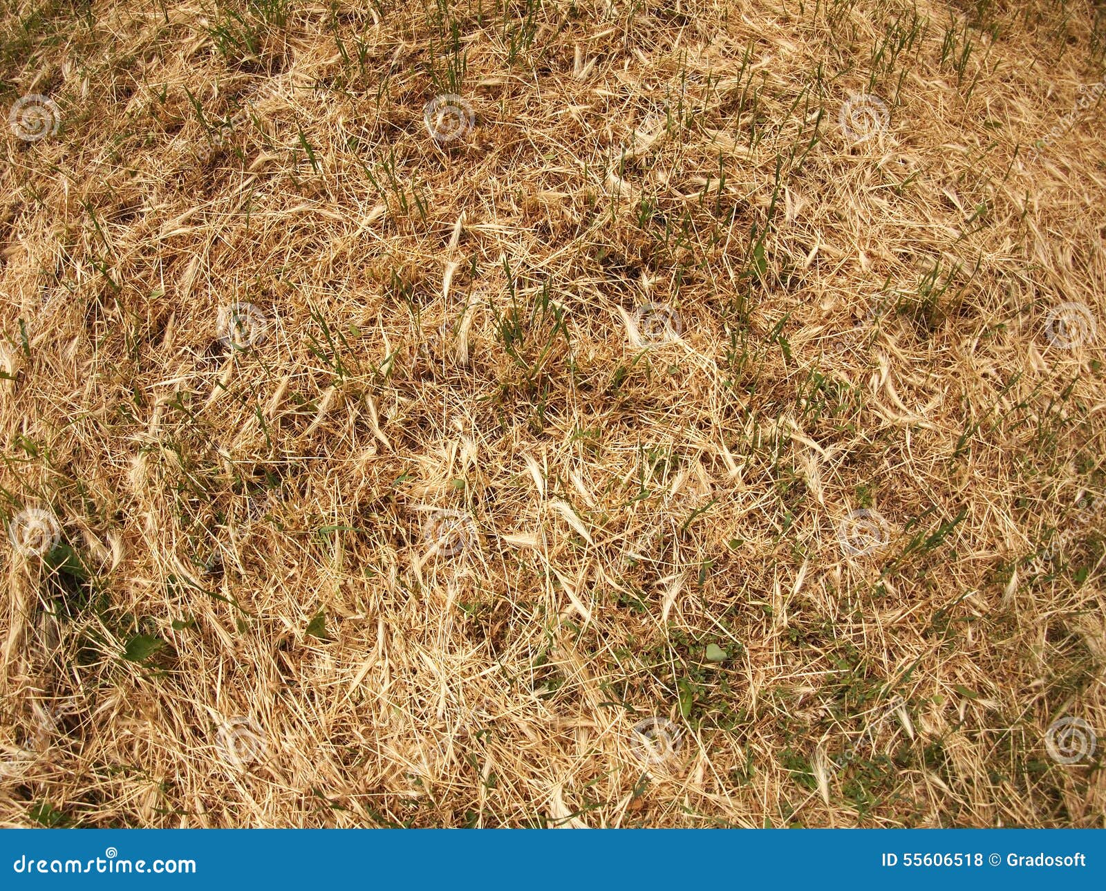 Top View of Dry Grass in the Meadow Stock Photo - Image of field ...