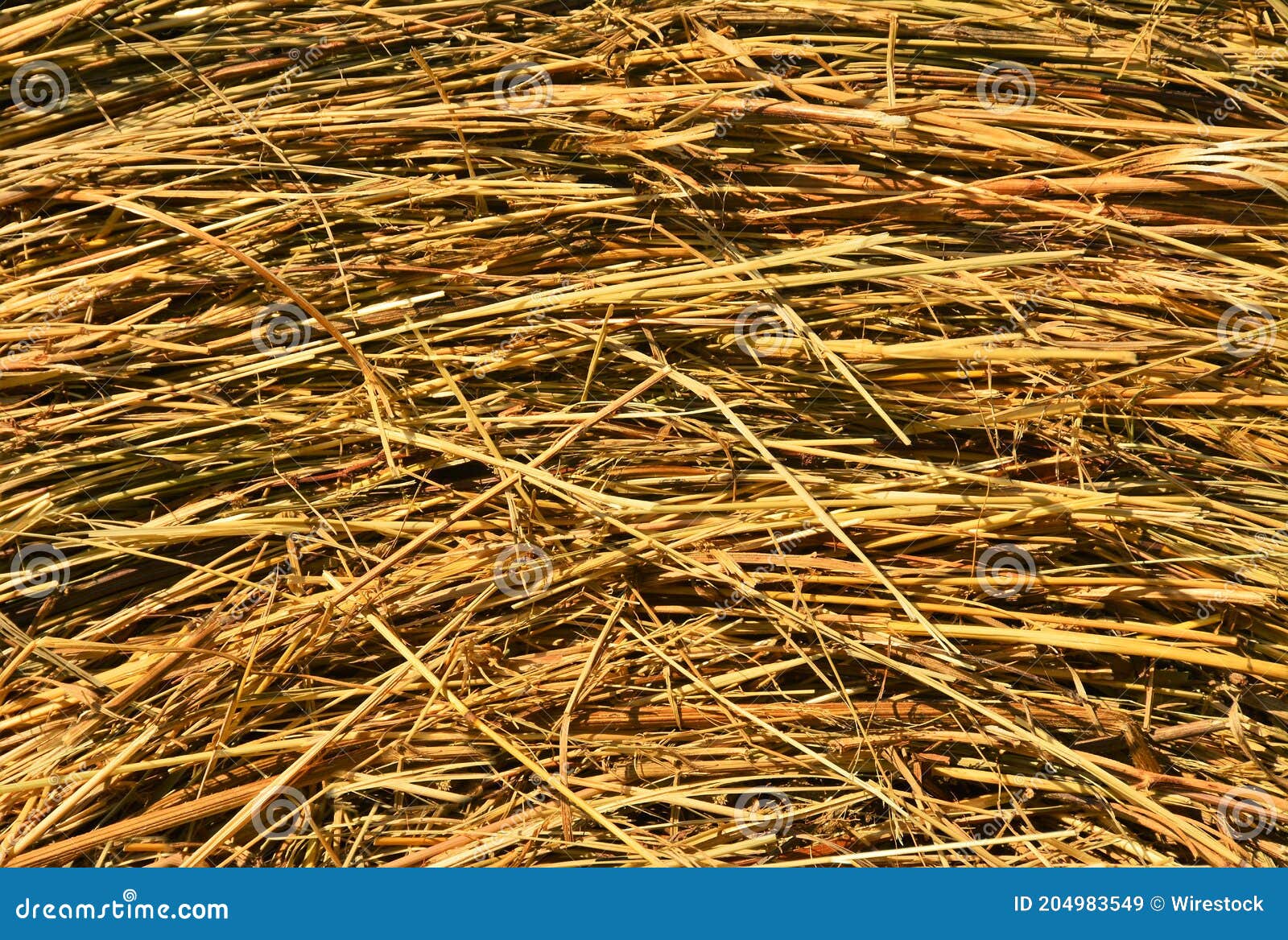 Top View of Dry Hay Texture Background Stock Image - Image of ...