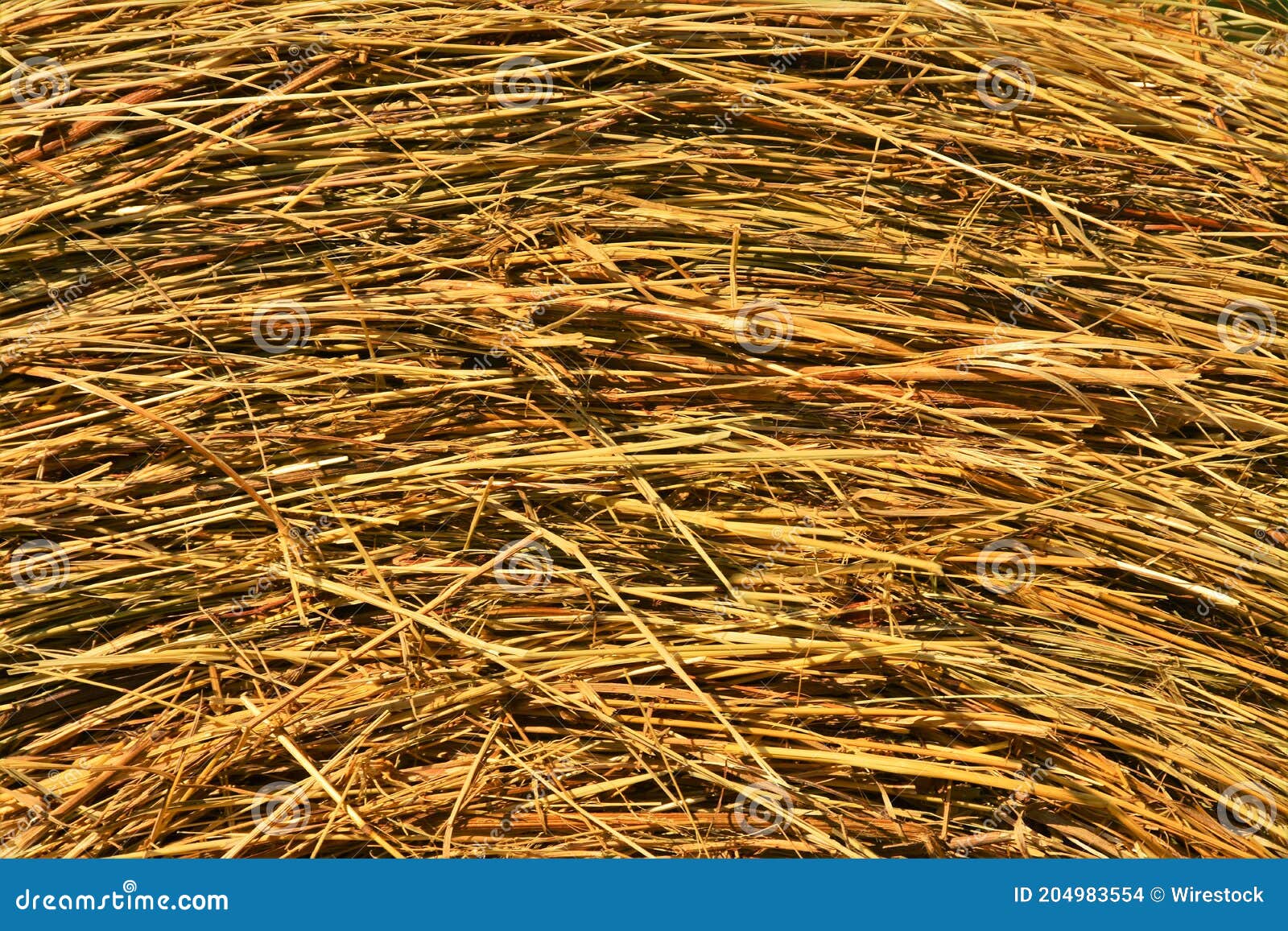 Top View of Dry Hay Texture Background Stock Photo - Image of harvest ...