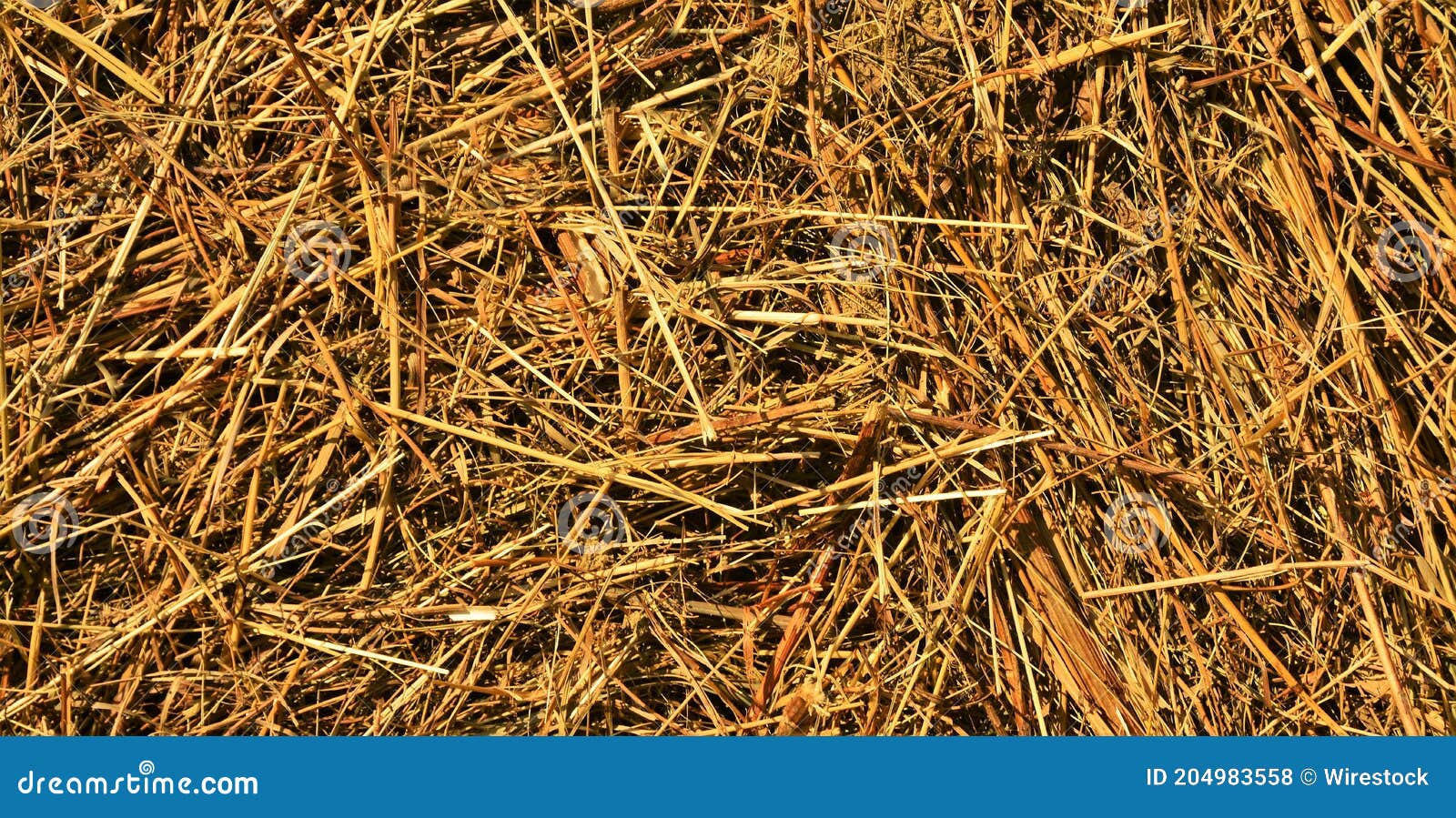 Top View of Dry Hay Texture Background Stock Photo - Image of texture ...