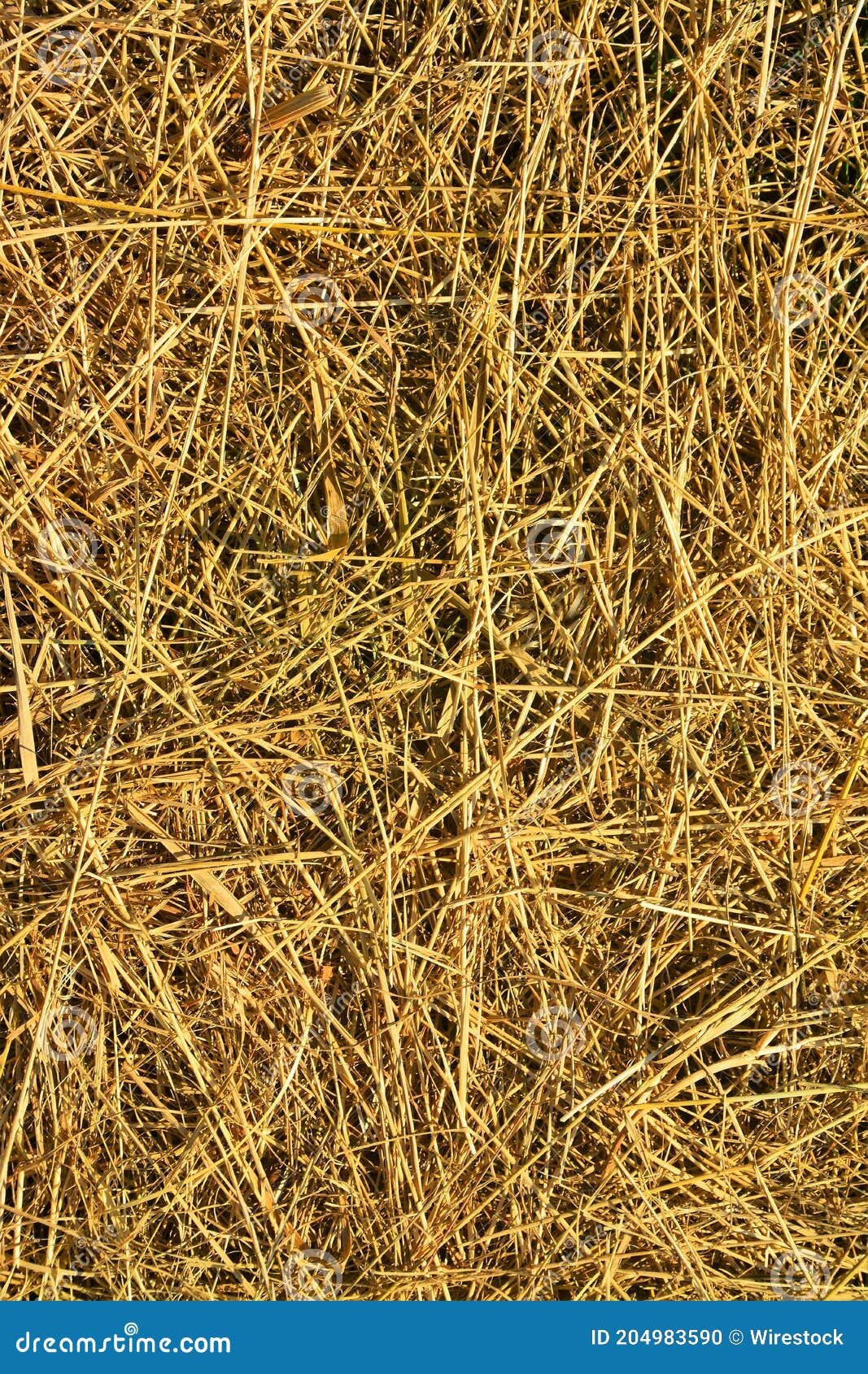 Top View of Dry Hay Texture Background Stock Photo - Image of texture ...