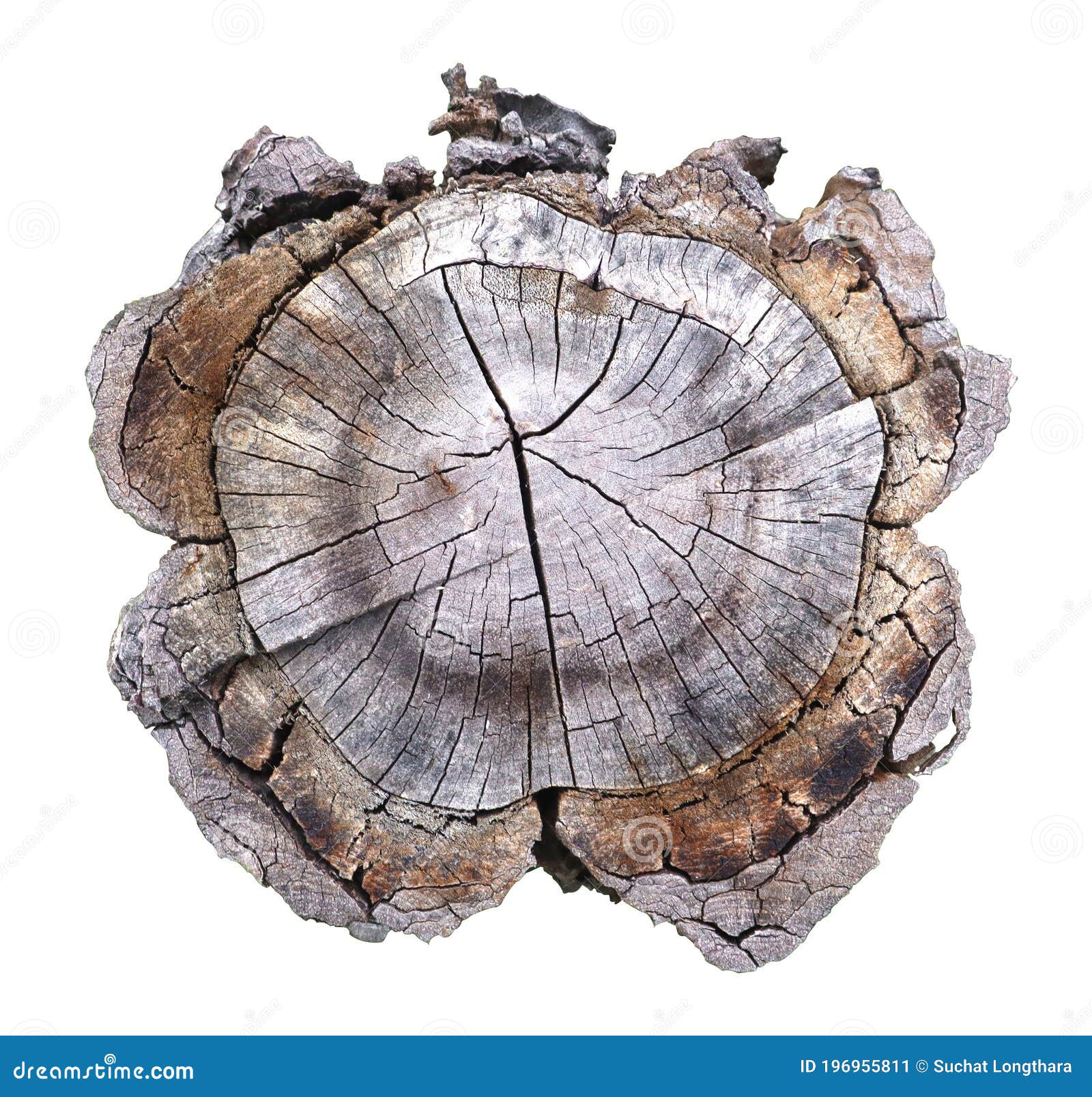 Top View of Dry Log Surface Dead Circles of Old Trees Cut from the ...