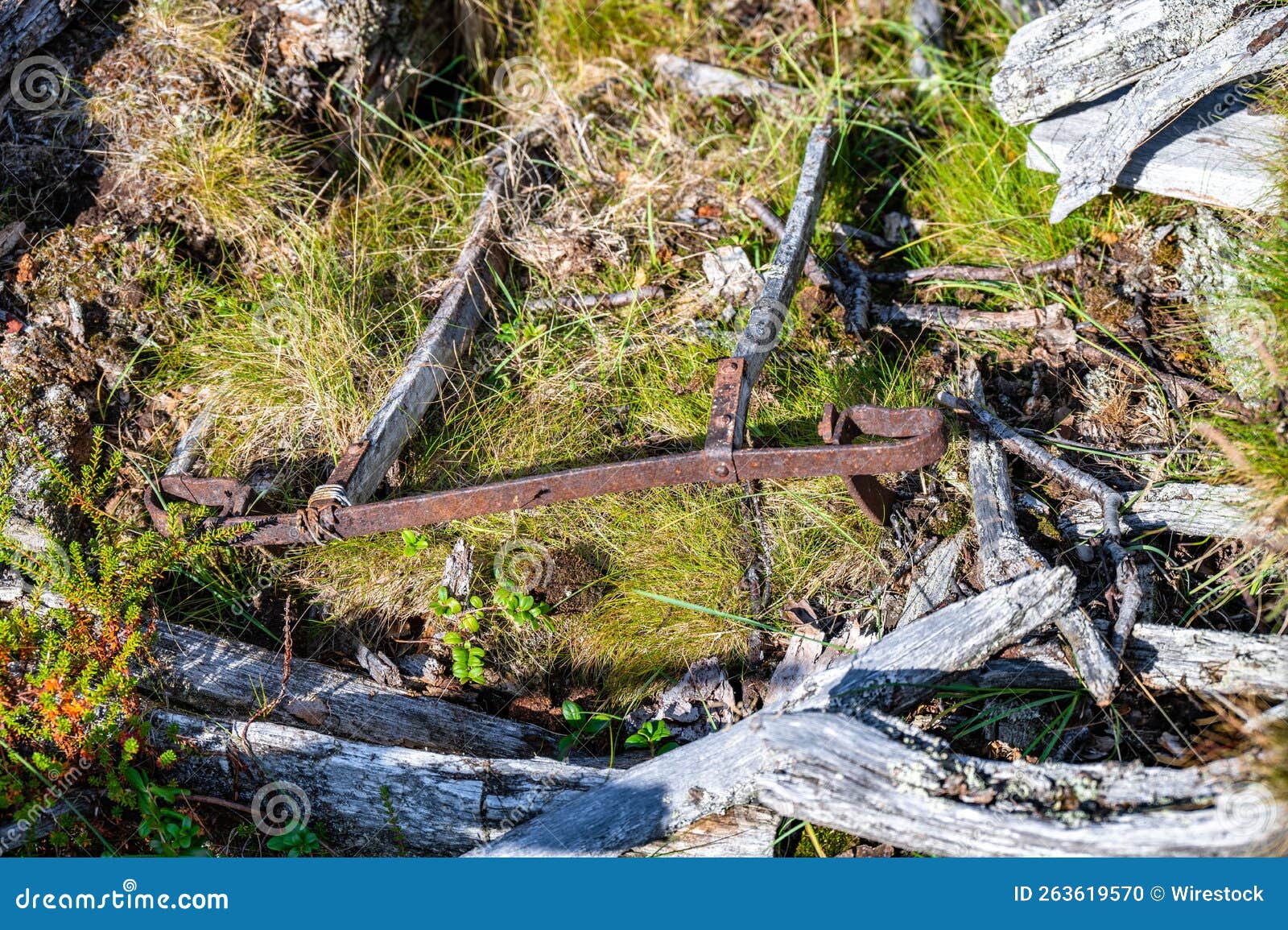 Top View of Dry Tree Branches on a Ground Stock Photo - Image of green ...