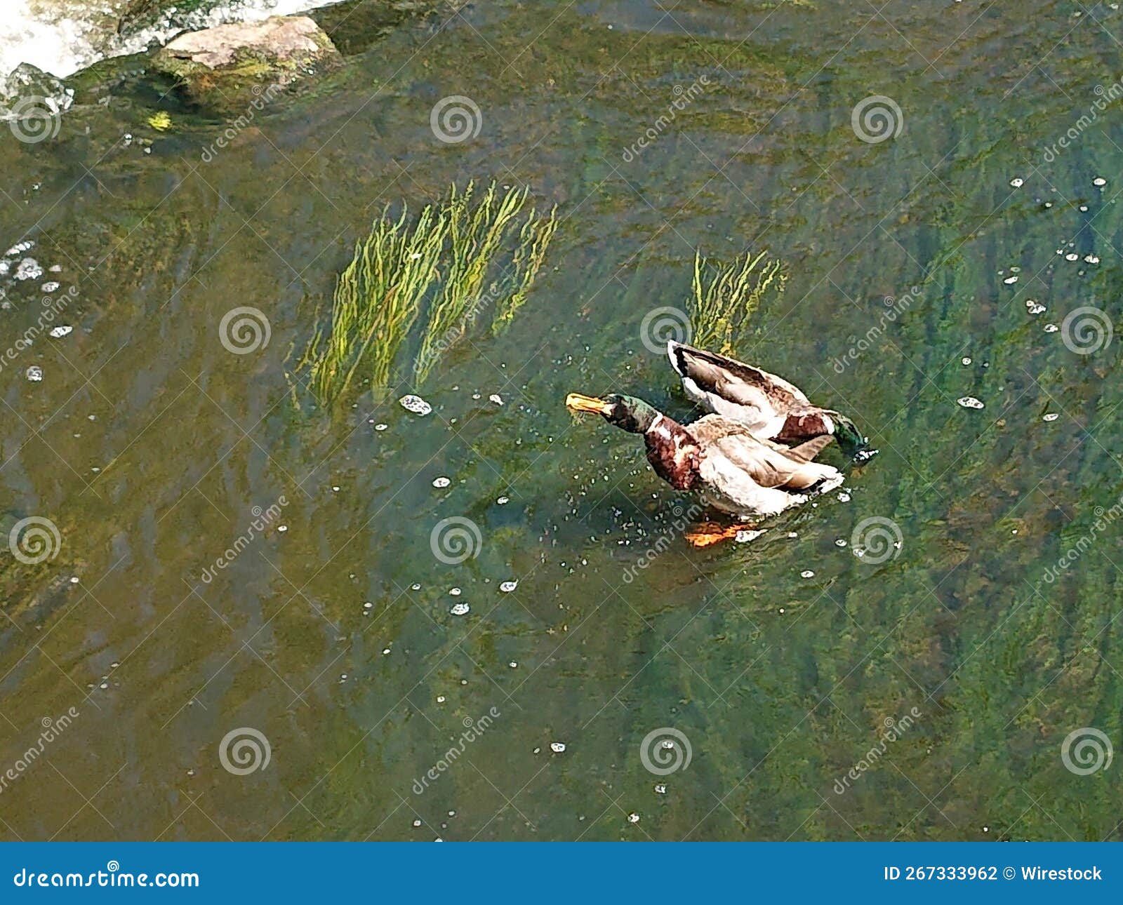 Top View of a Duck in a Pond. Stock Photo - Image of river, fauna ...