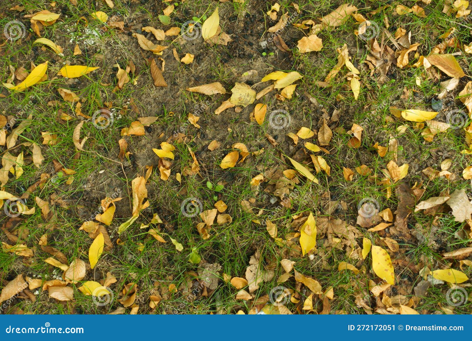 Top View of Dull Grass Covered with Fallen Leaves Stock Image - Image ...