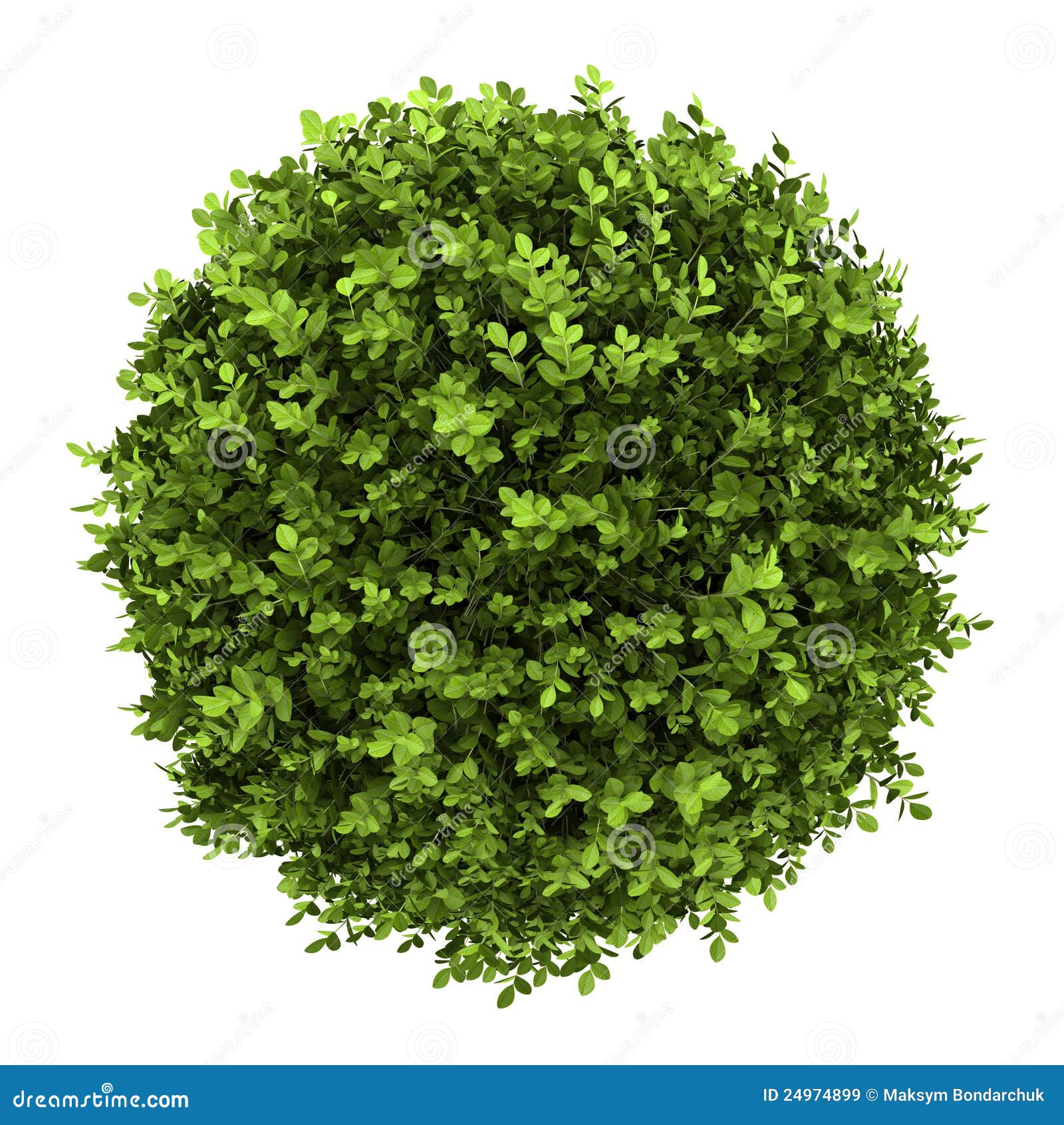 Top View of Dwarf English Boxwood Isolated Stock Illustration ...