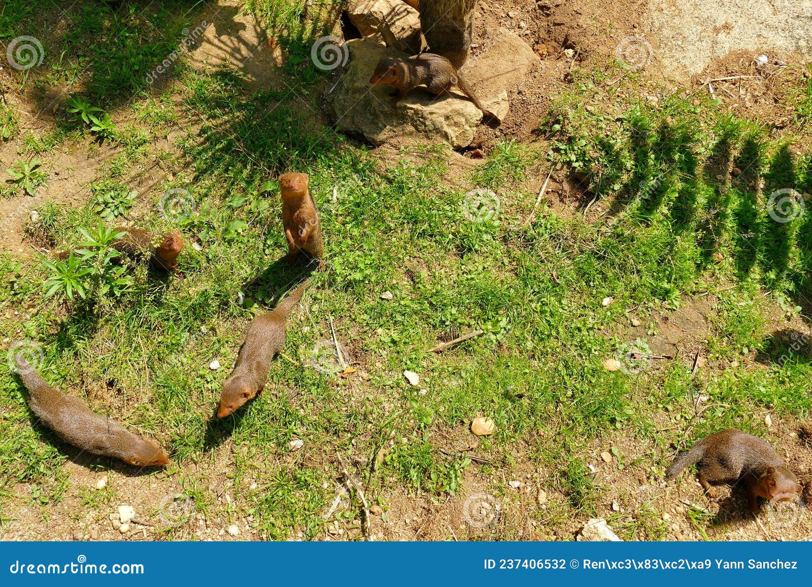 Top View of a Dwarf Mongoose Family Stock Photo - Image of orient ...