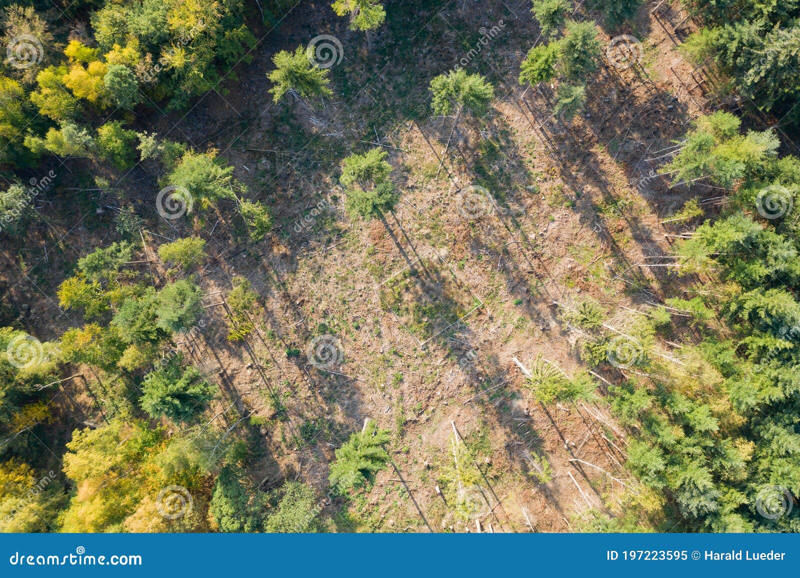 The Dying Forest Royalty-Free Stock Photo | CartoonDealer.com #63307719