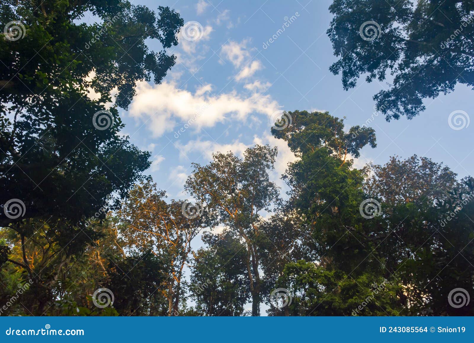 Top View, Early, Morning, Forest, Tree, Canopy, Sky, Cloud, Landscape ...