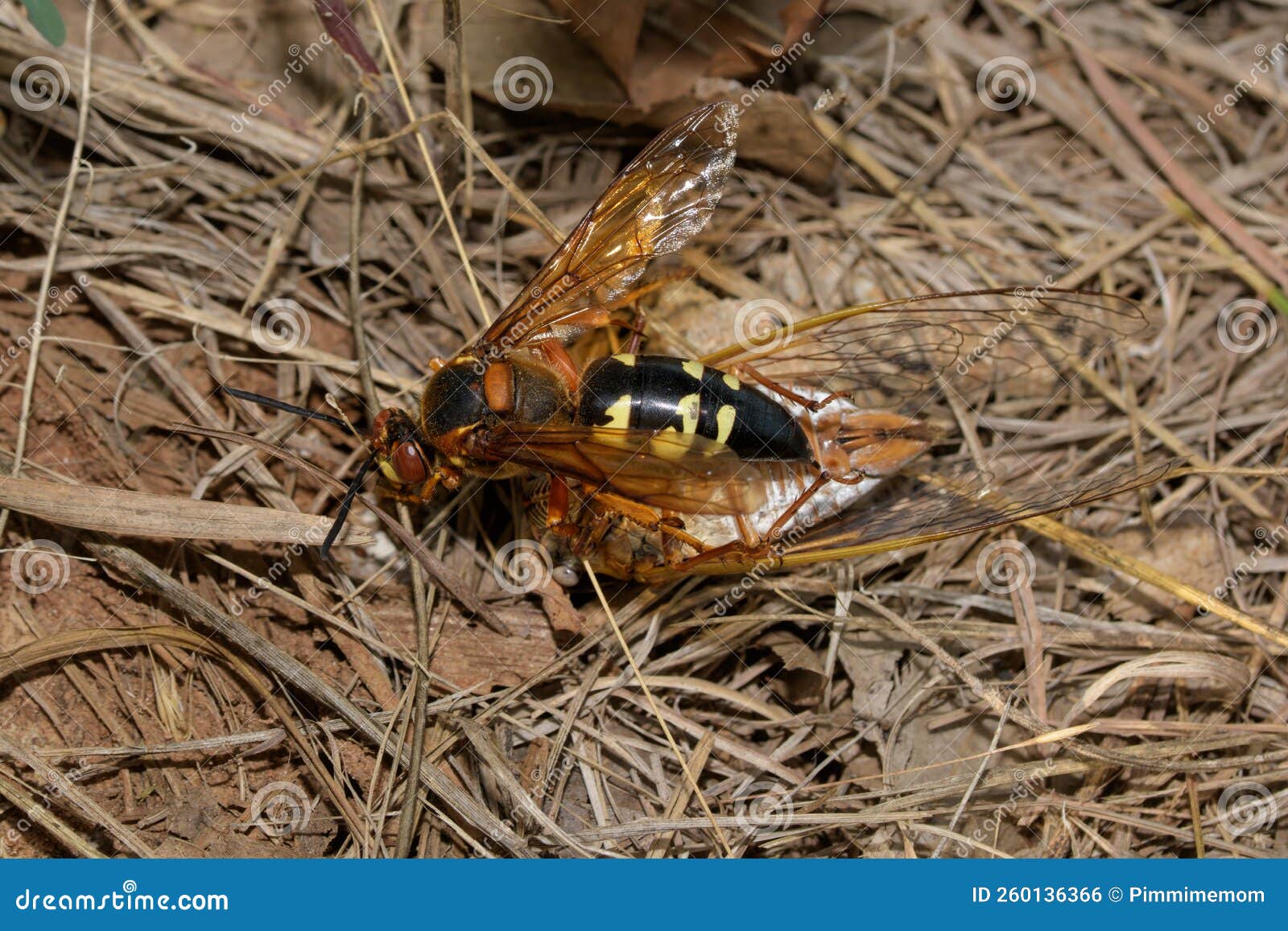 Top View of an Eastern Cicada Killer Wasp Dragging a Cicada Stock Photo ...