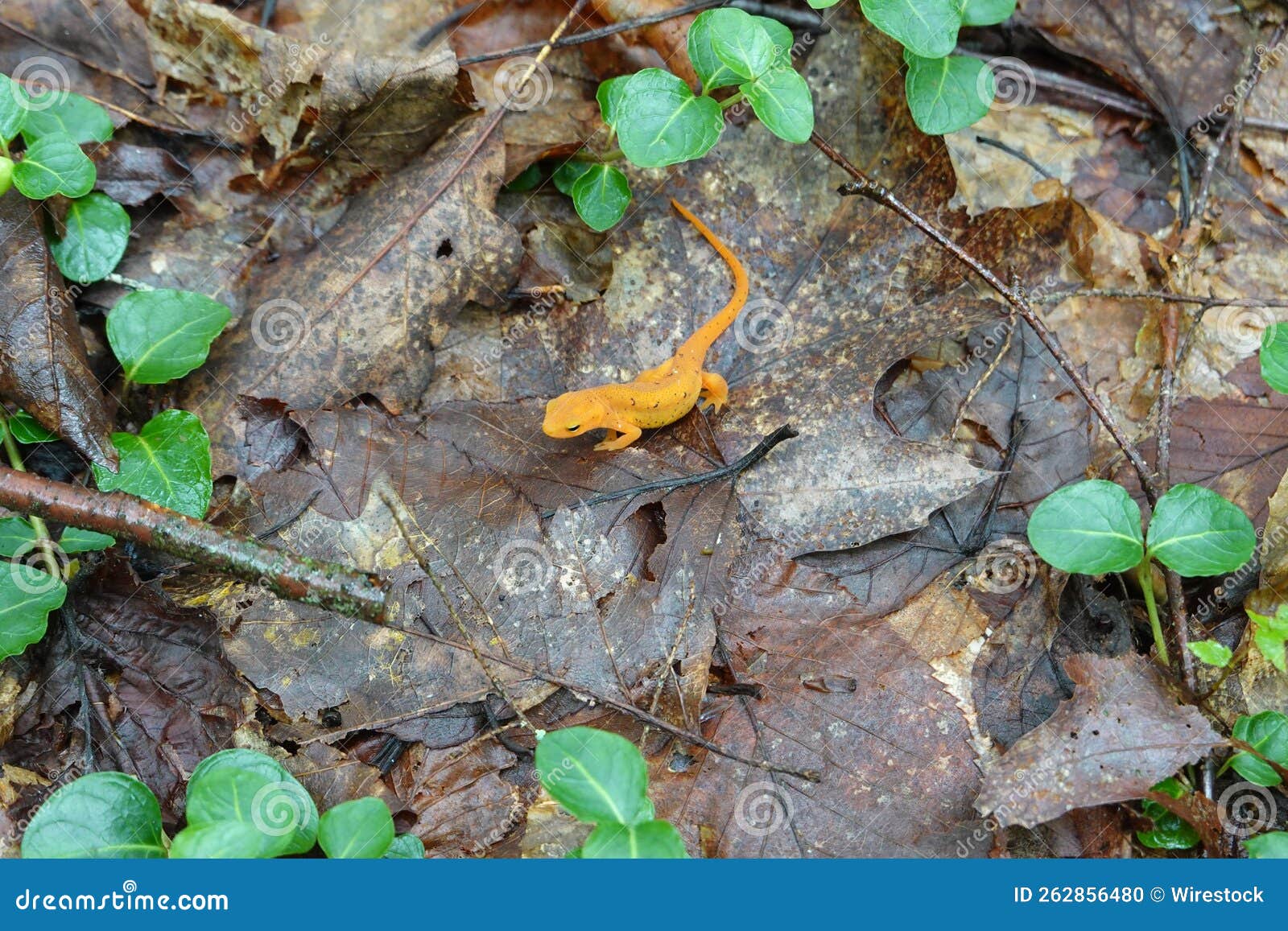 Top View of an Eastern Newt on a Wet Leaves Stock Photo - Image of ...