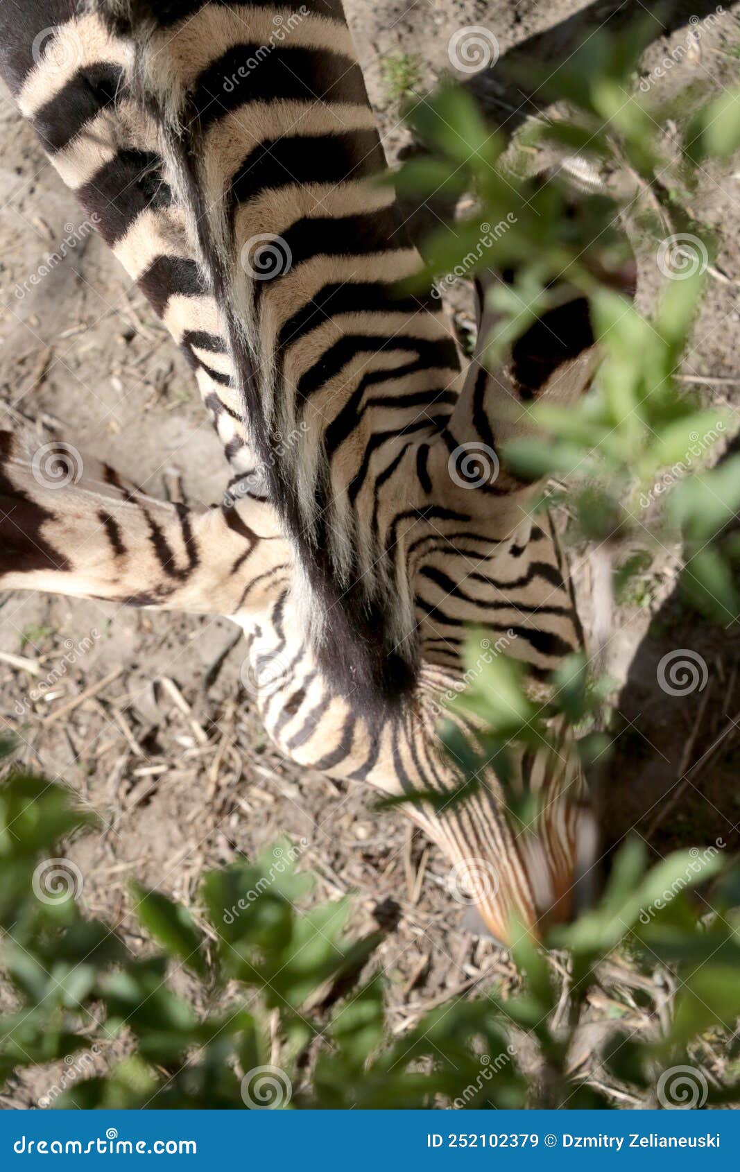 Top View of a Eating Zebra in the Park. Stock Image - Image of african ...