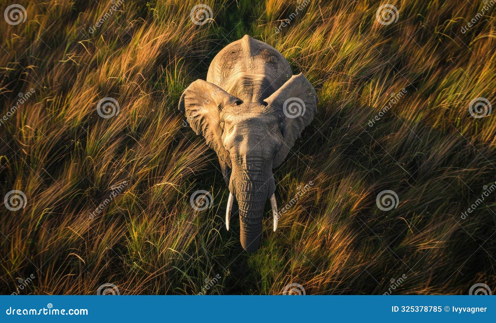 Top View of an Elephant Walking through Tall Grass Stock Image - Image ...