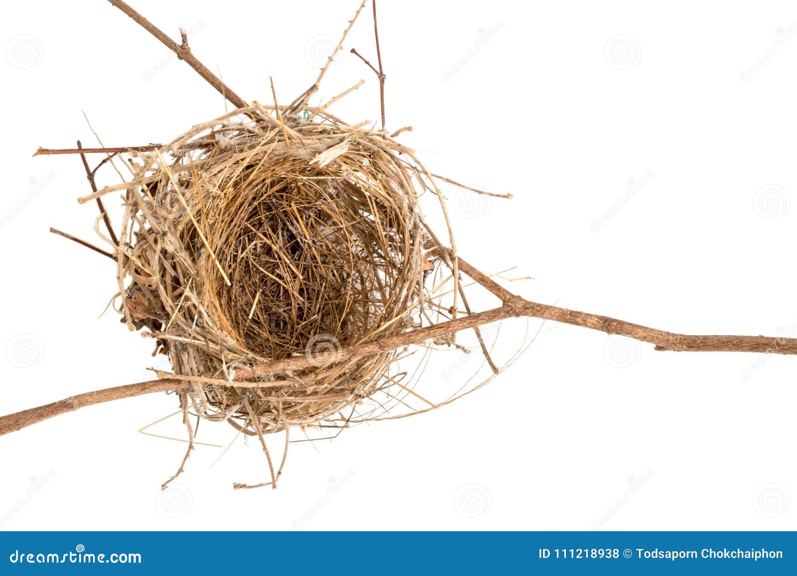 Bird Nest in Closeup stock photo. Image of home, white - 111218938