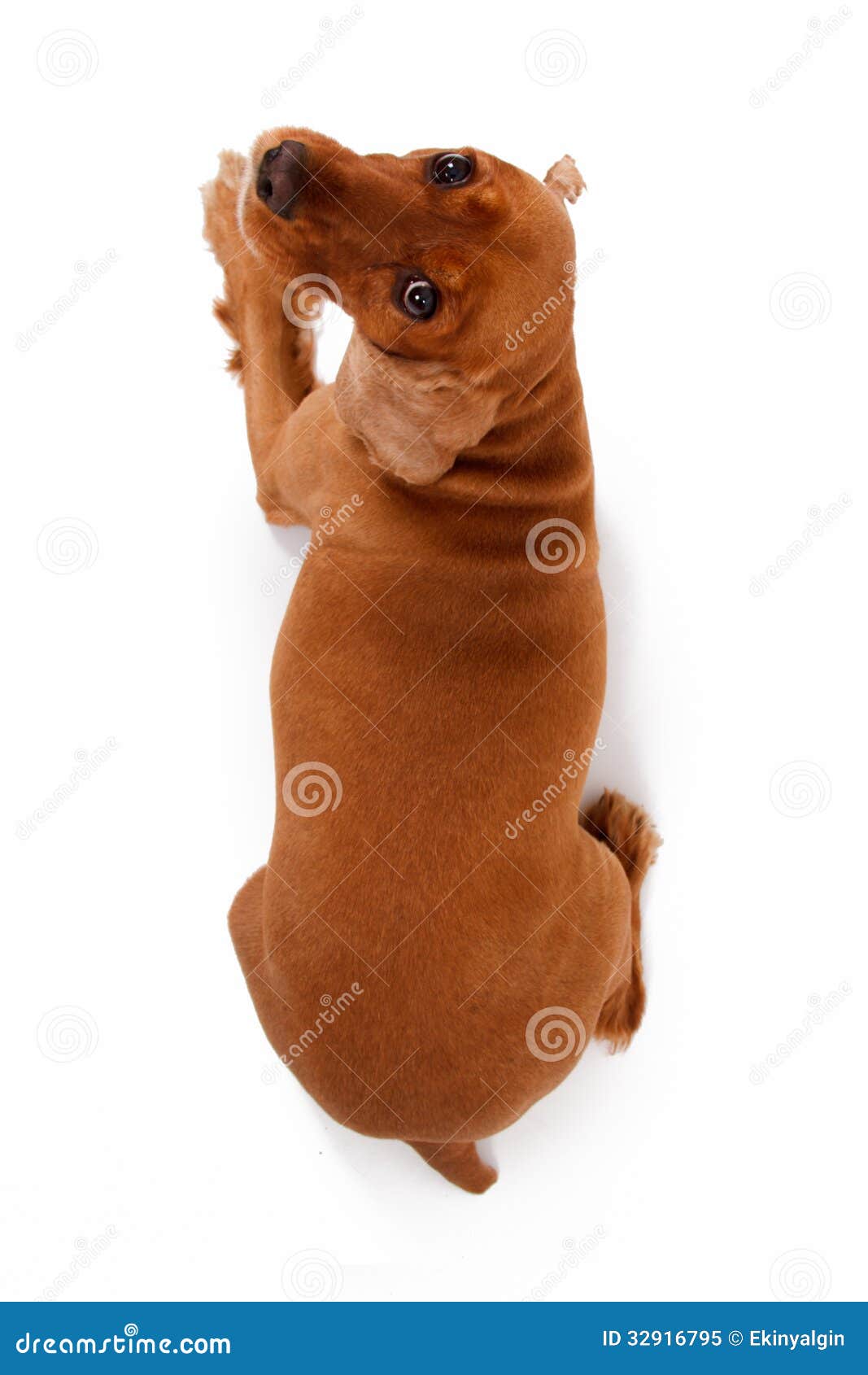 Top View of English Cocker Spaniel Dog Stock Image - Image of studio ...
