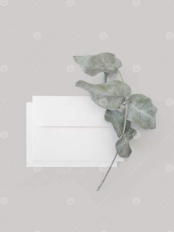 Top View of Envelope with Eucalyptus Branch on Light Gray Background ...