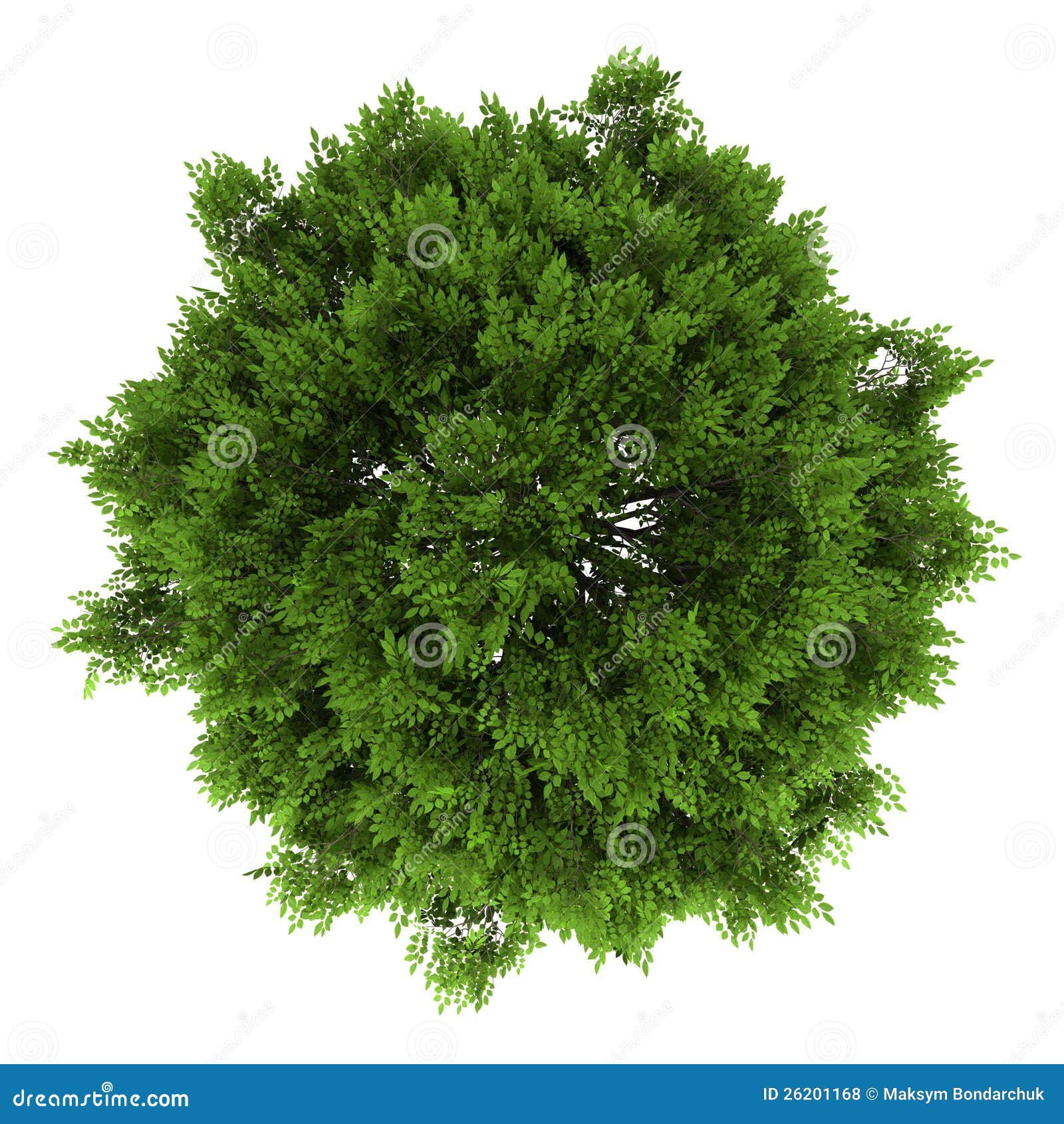 Top View of European Ash Tree Isolated on White Stock Illustration ...