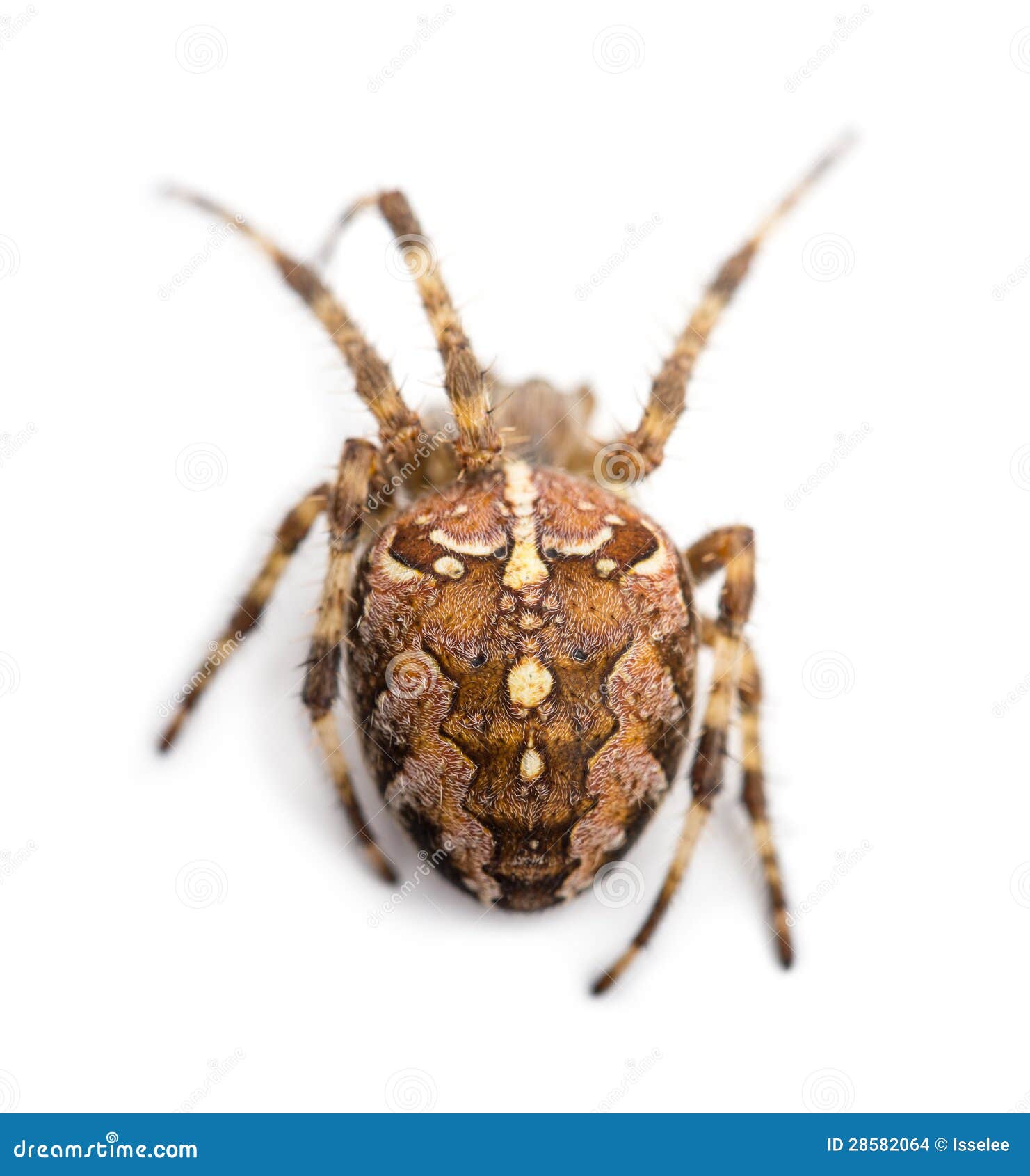 Top View of an European Garden Spider Stock Photo - Image of vertical ...
