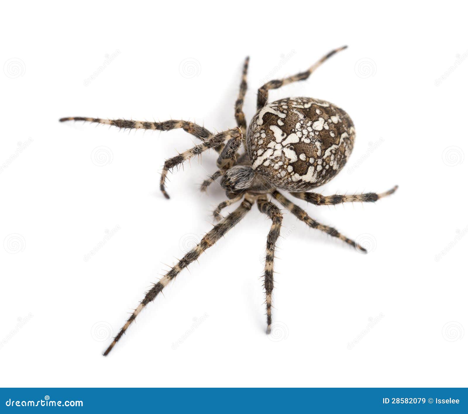 European Garden Spider, Diadem Spider, Cross Spider, Or Cross Orbweaver ...