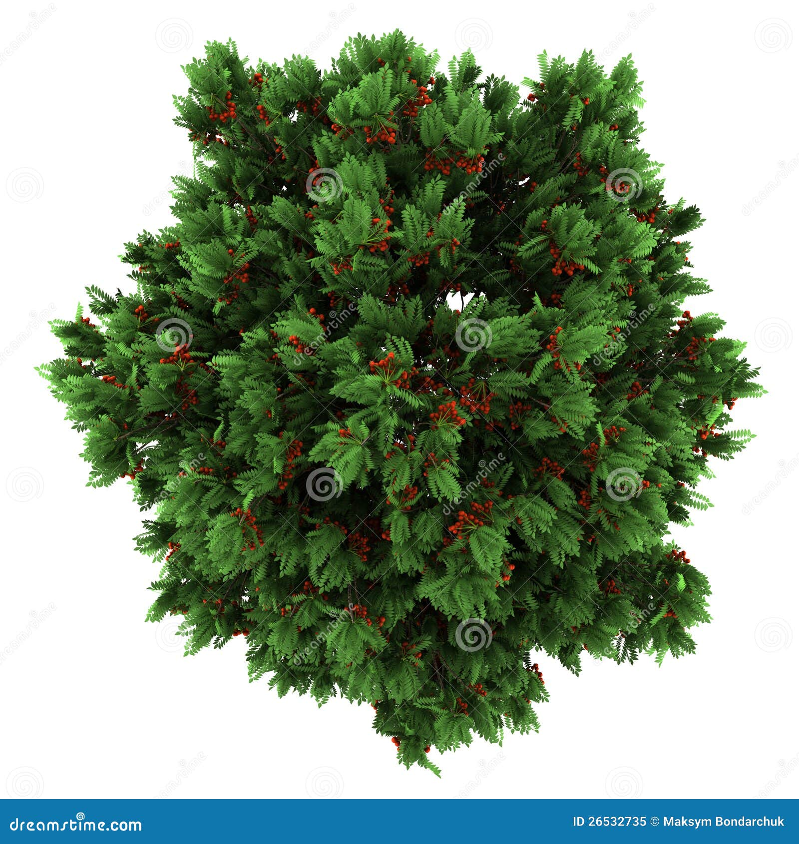 Top View of European Rowan Tree Isolated on White Stock Illustration ...