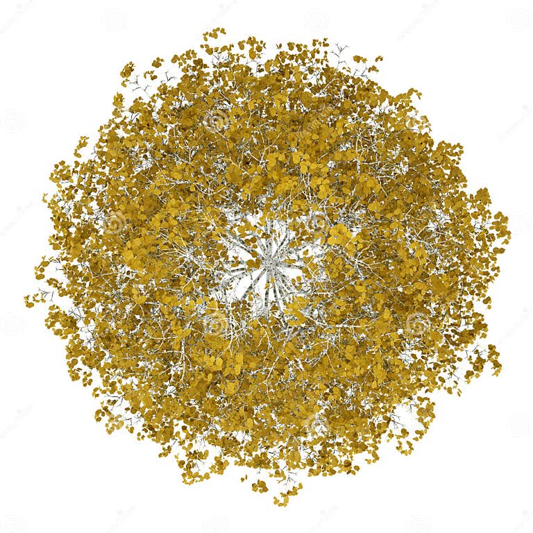 Top View of Fall Birch Tree Isolated on White Stock Illustration ...