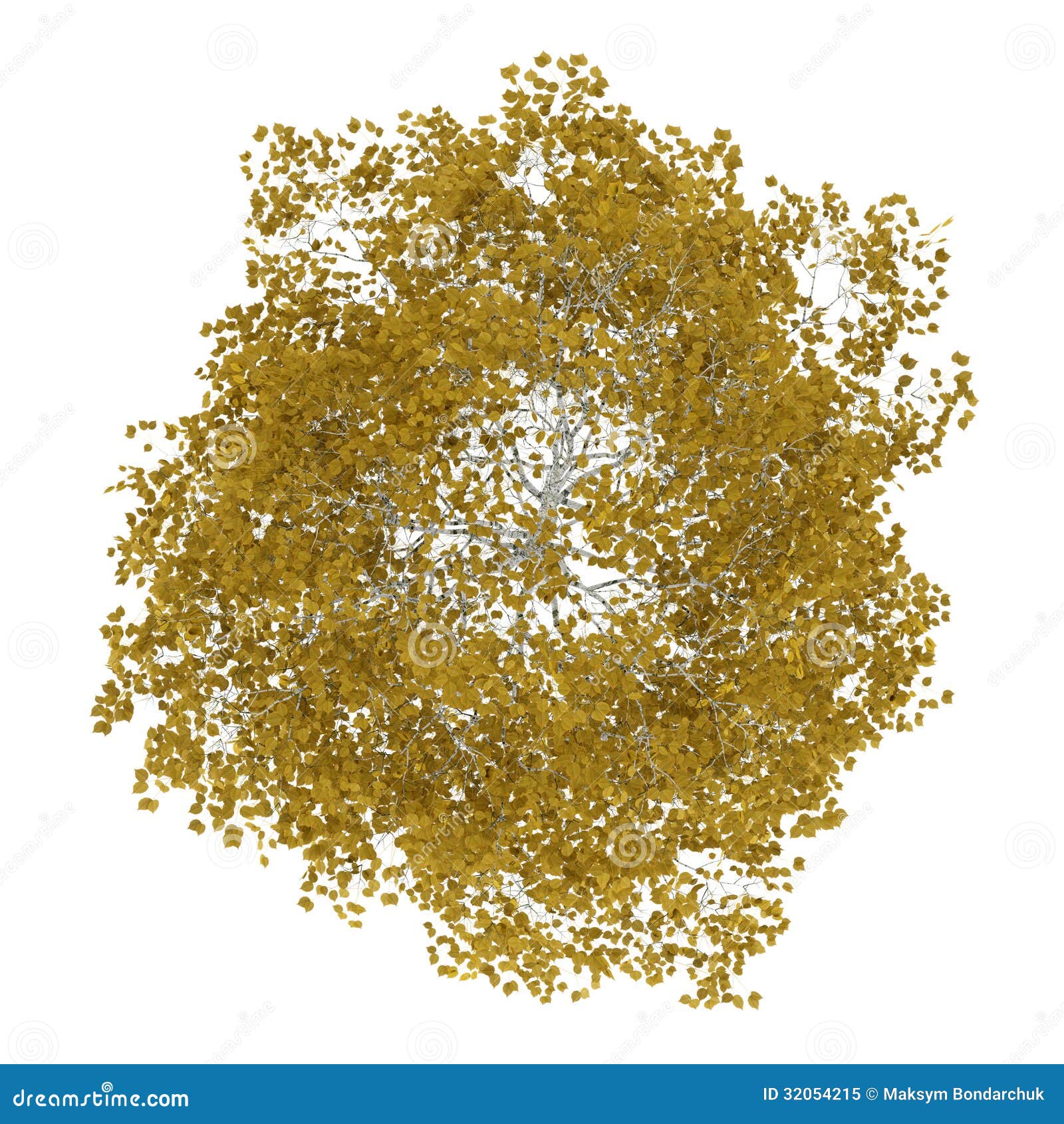 Top View Of Fall Birch Tree Isolated On White Stock Image ...
