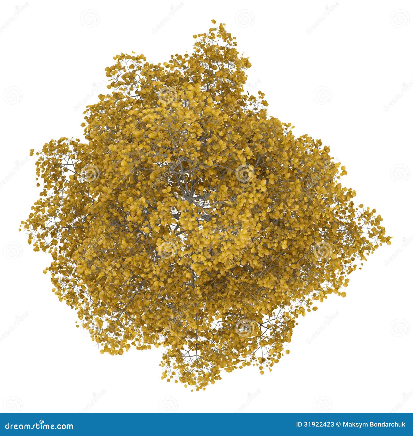 Top View of Fall Common Lime Tree Isolated Stock Illustration ...