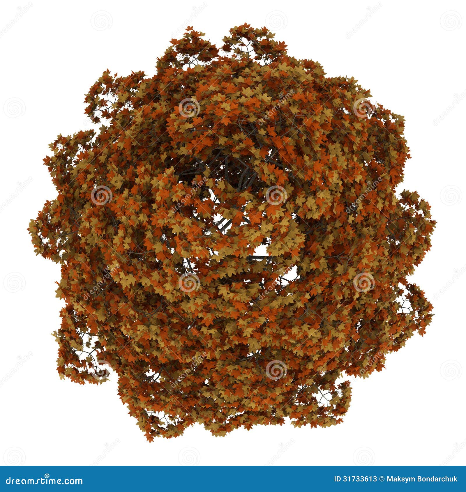 Top View of Fall Norway Maple Tree Isolated on White Stock Illustration ...