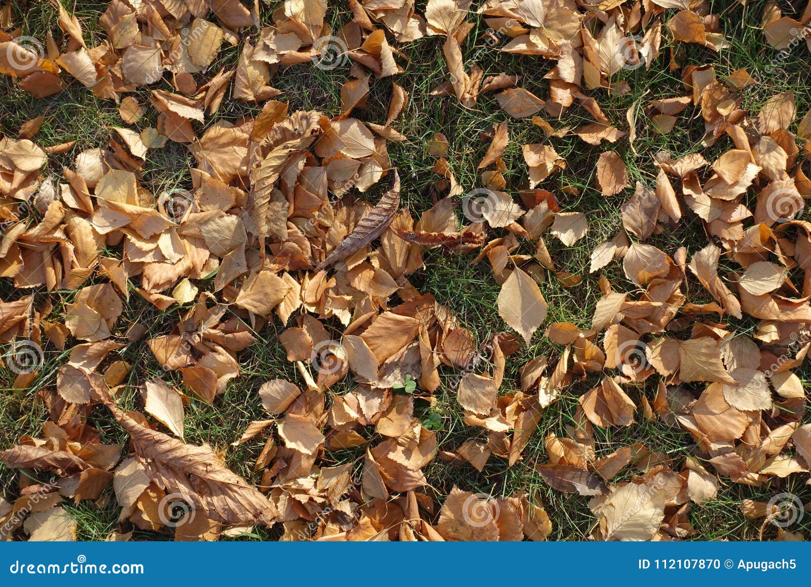 Top View of Fallen Leaves in Grass Stock Photo - Image of autumn, birch ...