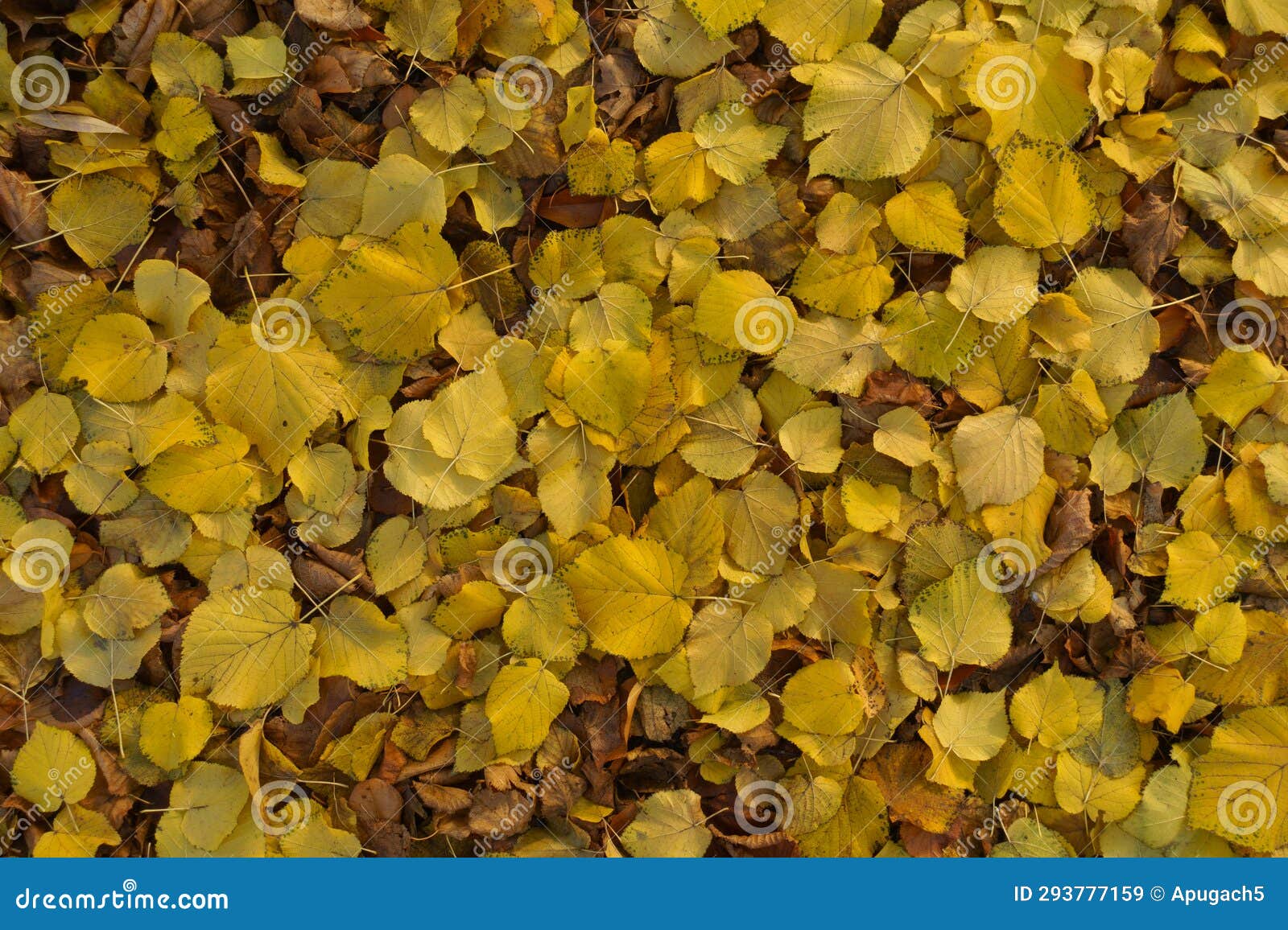 Top View of Fallen Leaves of Linden Stock Image - Image of foliage ...