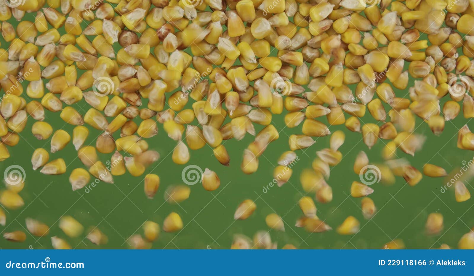 Top View of Falling Down Corn Grains. the Seeds Fall and Fill the Green ...