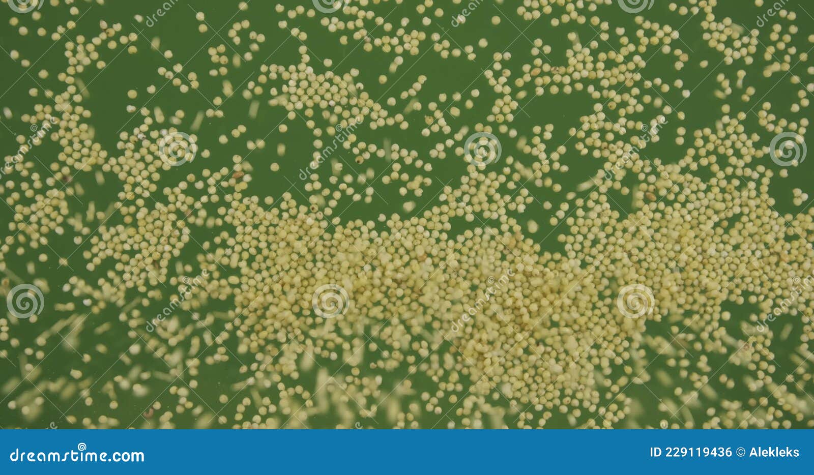 Top View of Falling Down Millet Grains. the Seeds Fall and Fill the ...