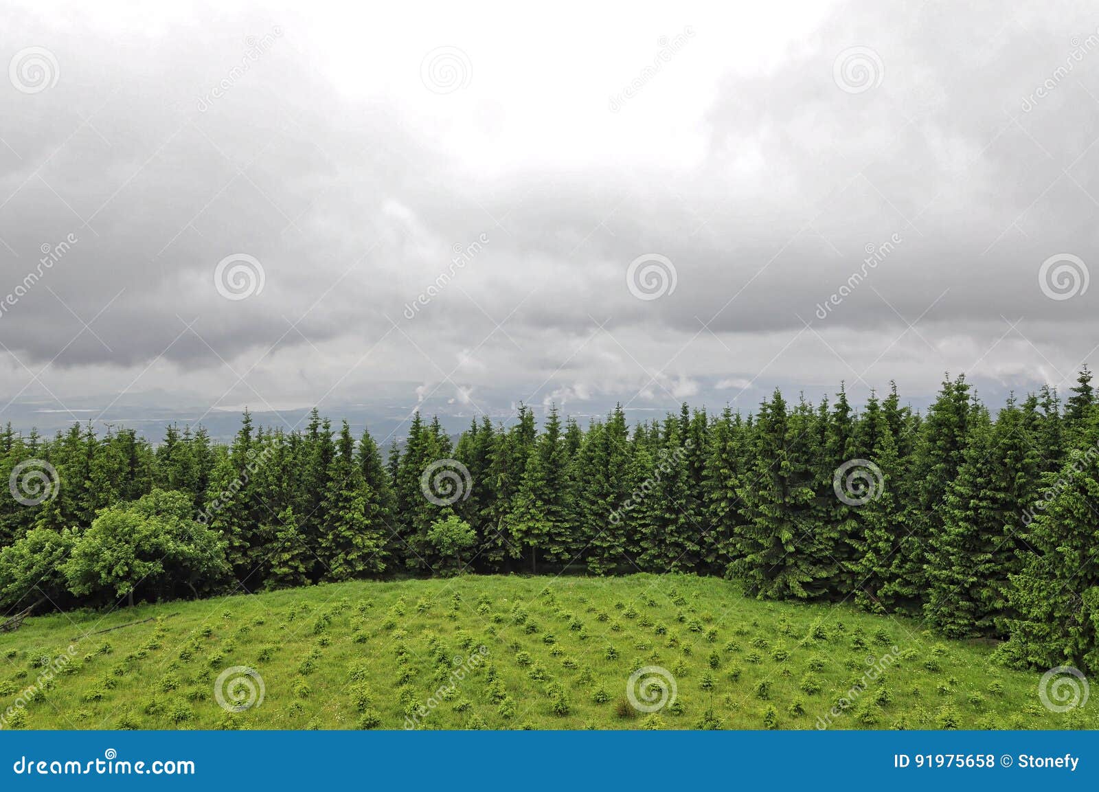 Top View of the Farm Land with Grass Stock Photo - Image of cultivated ...
