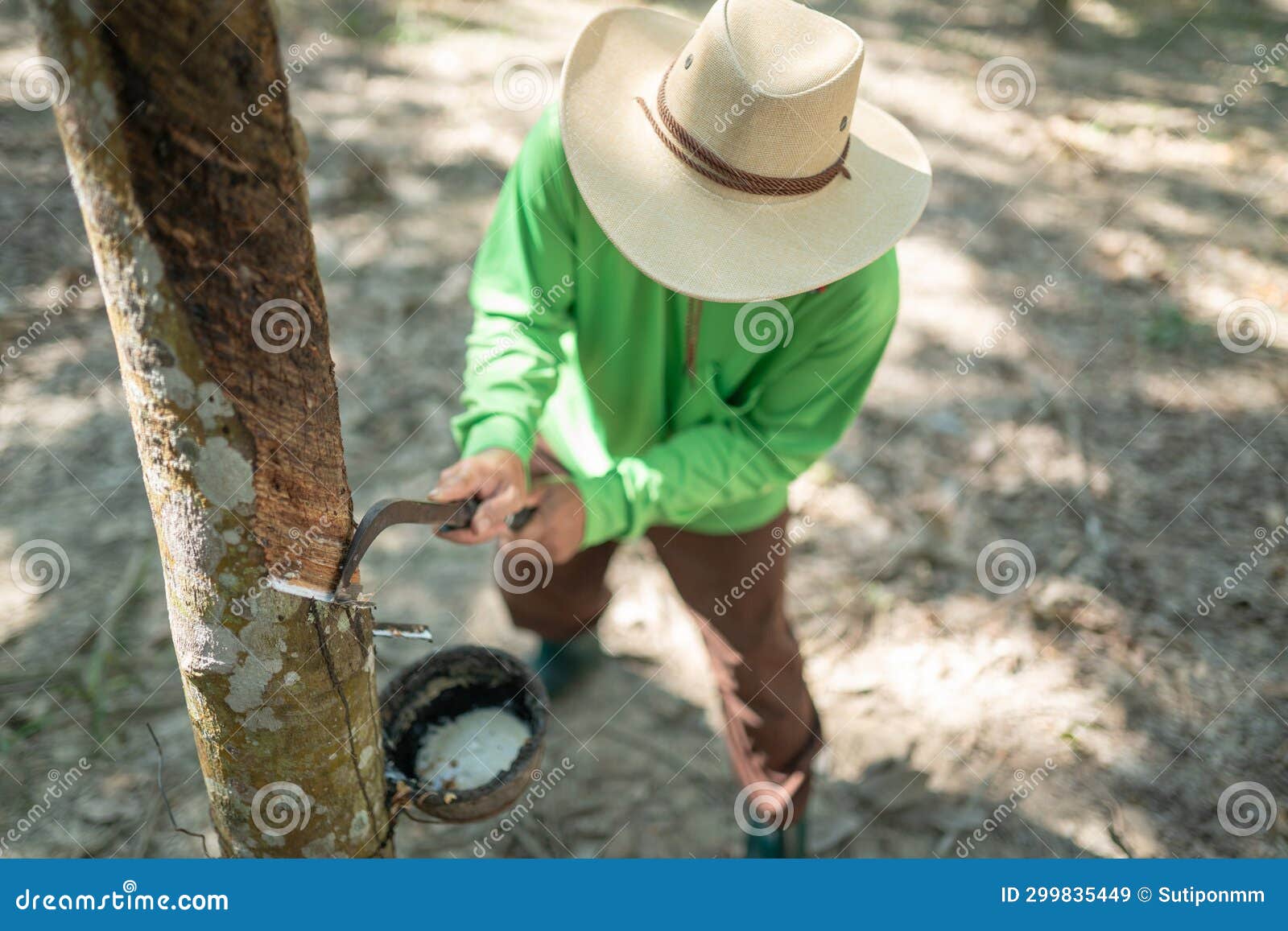 Tapping Rubber Latex Extracted From Rubber Tree Stock Photography ...