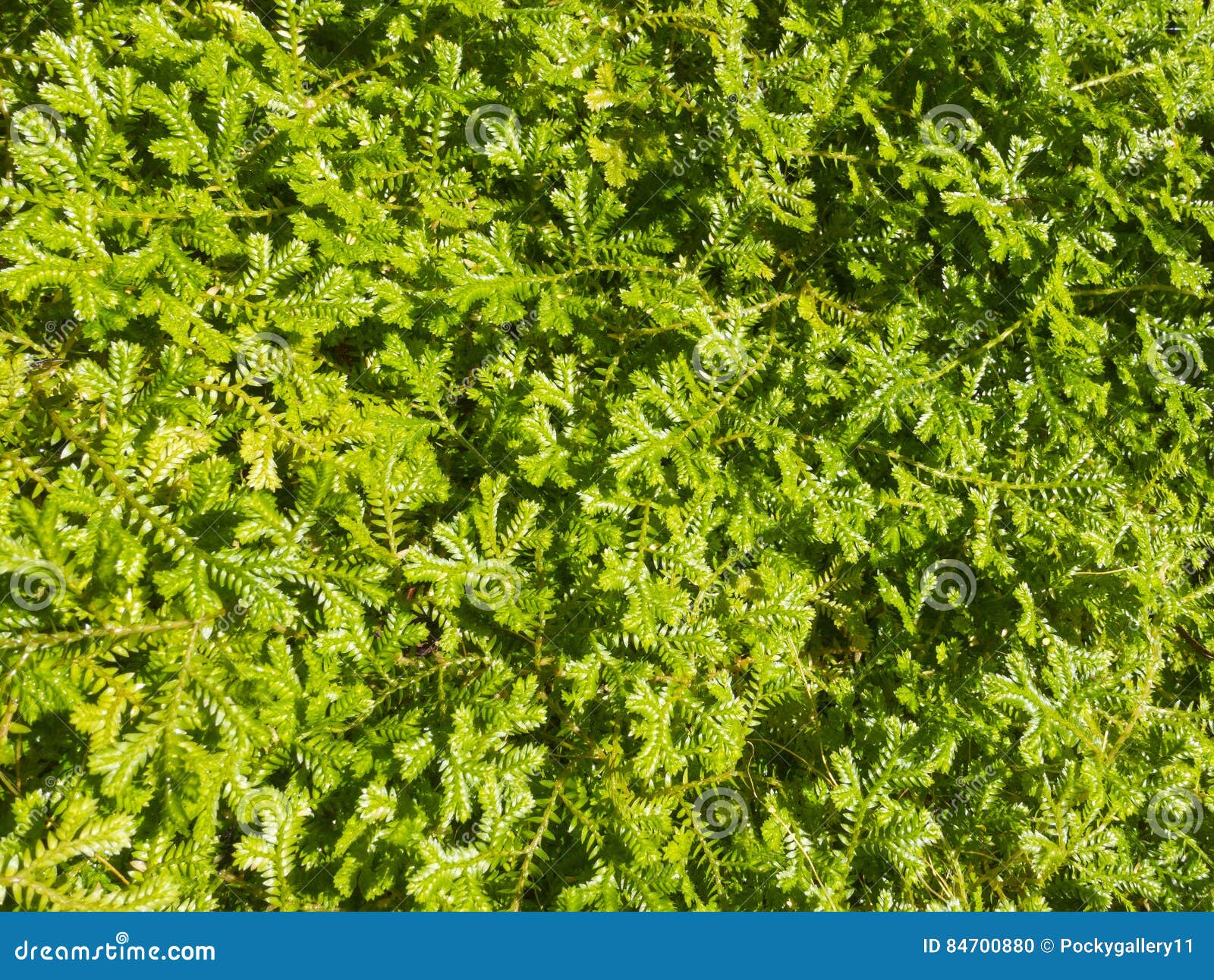 Top view of fern stock photo. Image of view, green, decoration - 84700880