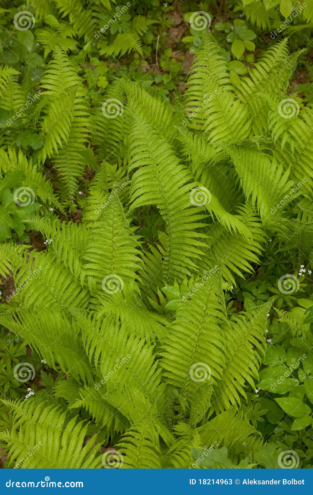 Top View of Fern Based Floral Pattern Stock Image - Image of ferns ...