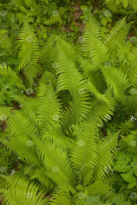 Top View of Fern Based Floral Pattern Stock Image - Image of ferns ...