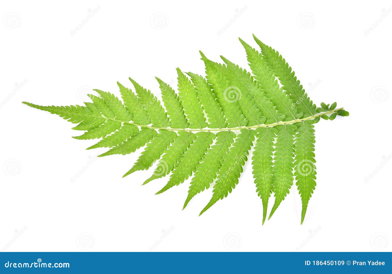Top View of Fern Isolated on White Background Stock Image - Image of ...