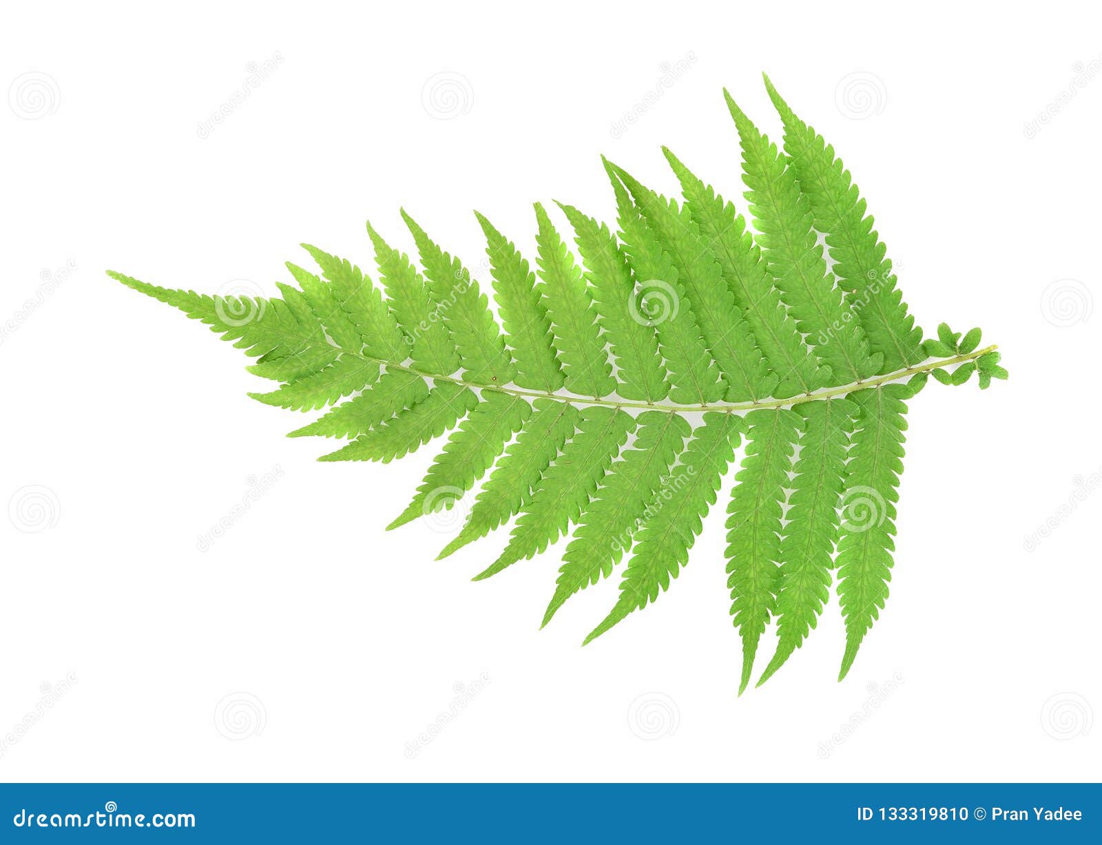 Top View of Fern on White Background Stock Photo - Image of natural ...