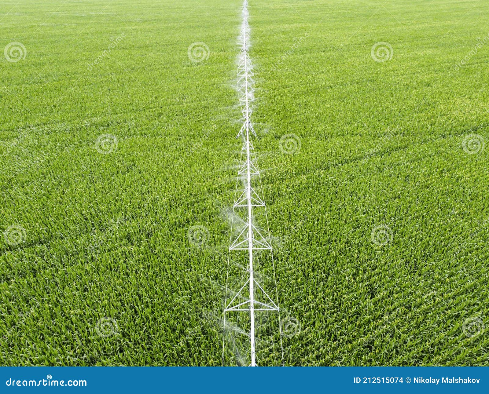Top View of a Field with Corn that is Watered Using an Automatic ...