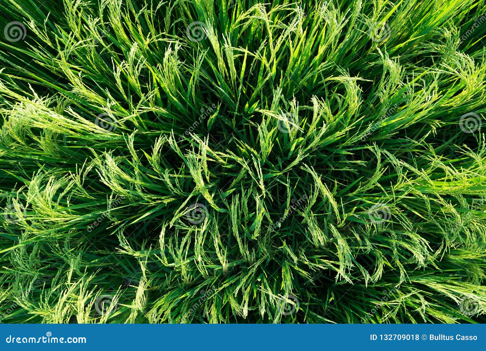 Top View of the Field and the Rice Field Stock Photo - Image of field ...