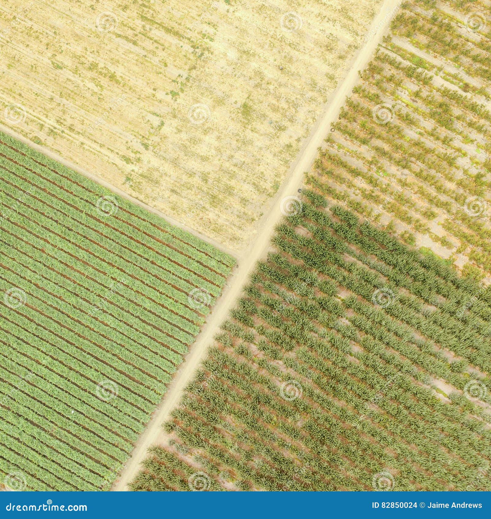 Fields And Plantations For Growing Fruit And Vegetables In Spring Stock ...