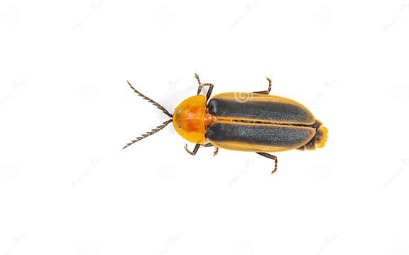 Top View Firefly on White Background Stock Image - Image of dust ...
