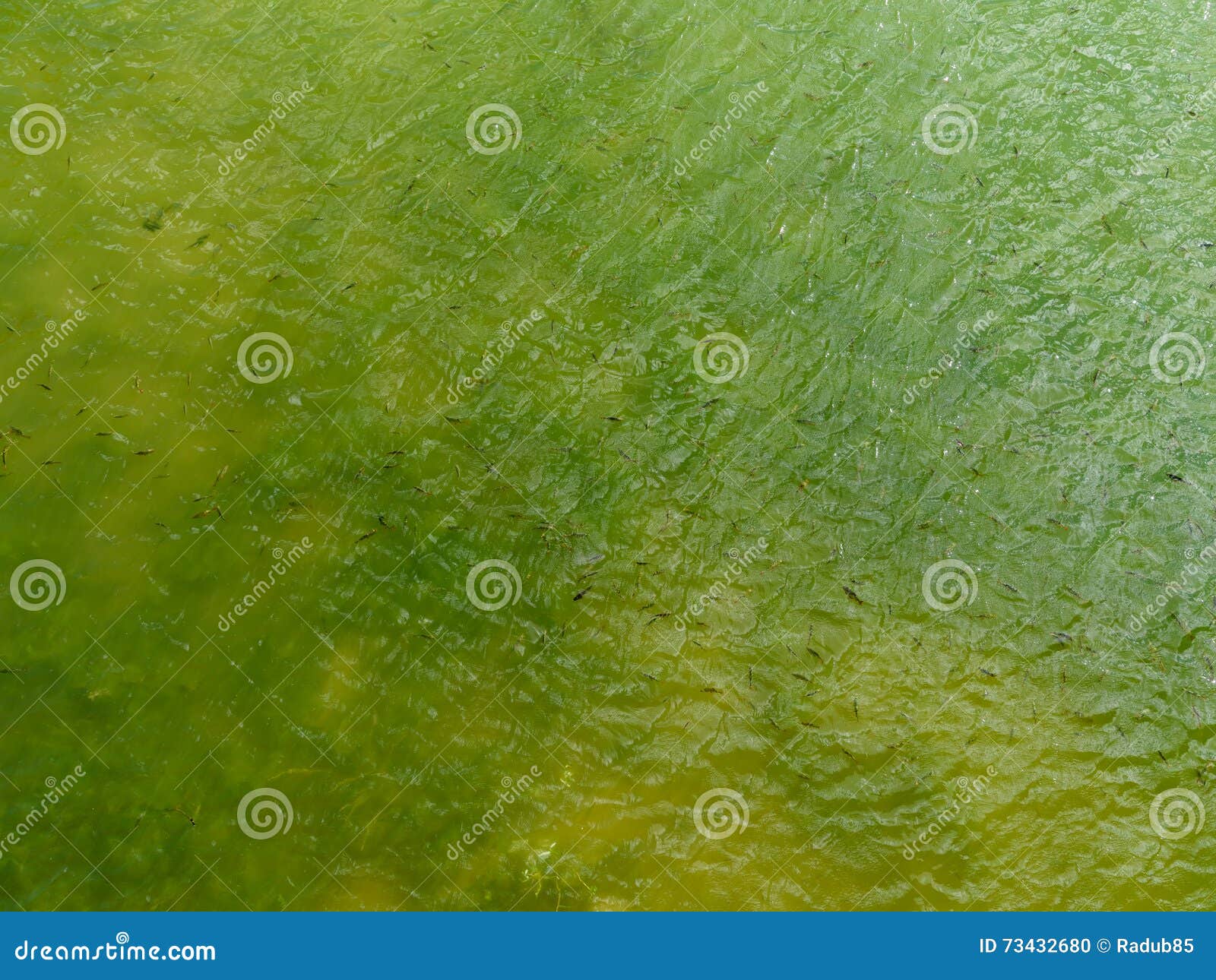 Top View of Fish Group Swimming in Lake Water Stock Photo - Image of ...